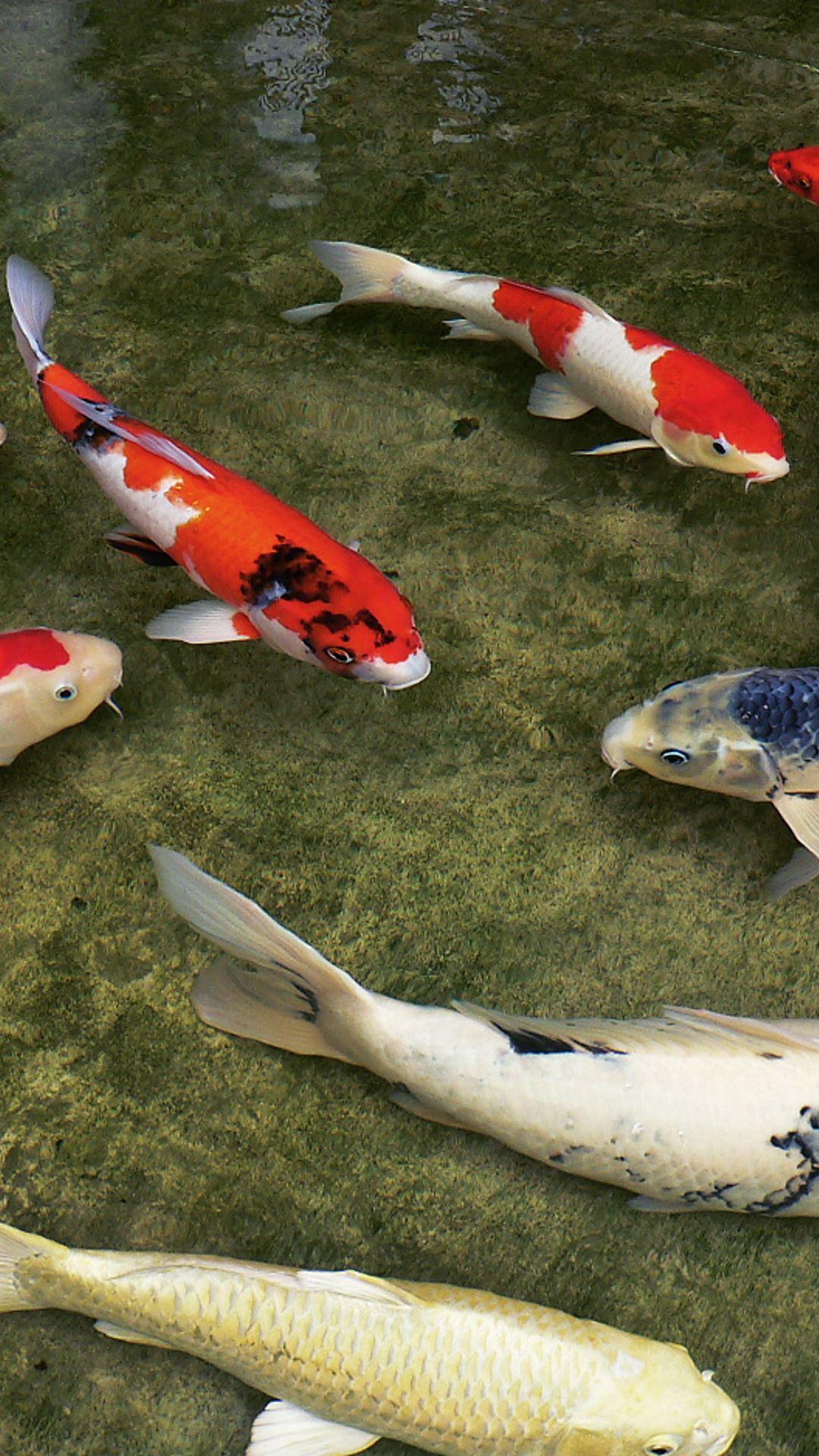 Koi Fish 3D Wallpapers - Top Free Koi Fish 3D Backgrounds - WallpaperAccess