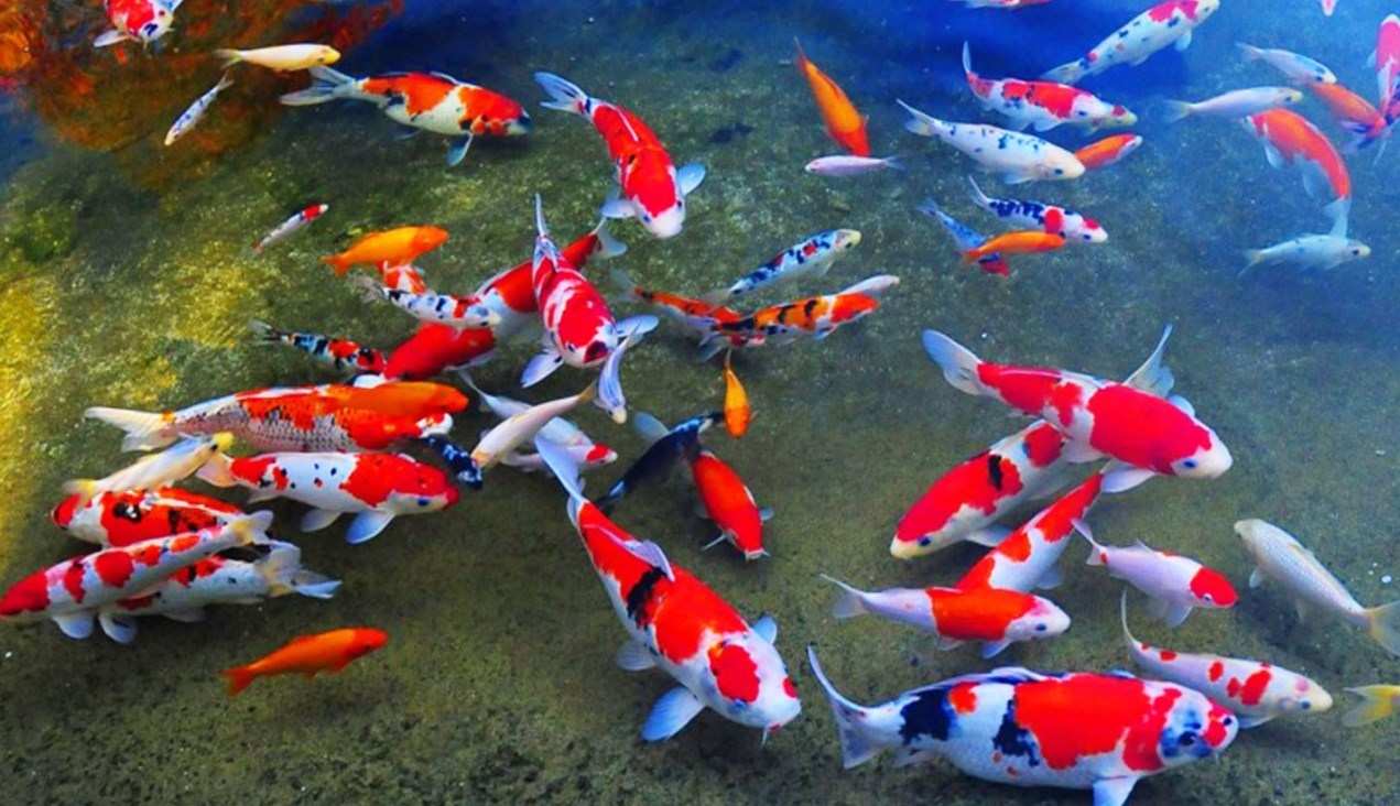 Koi Fish 3D Wallpapers - Top Free Koi Fish 3D Backgrounds - WallpaperAccess