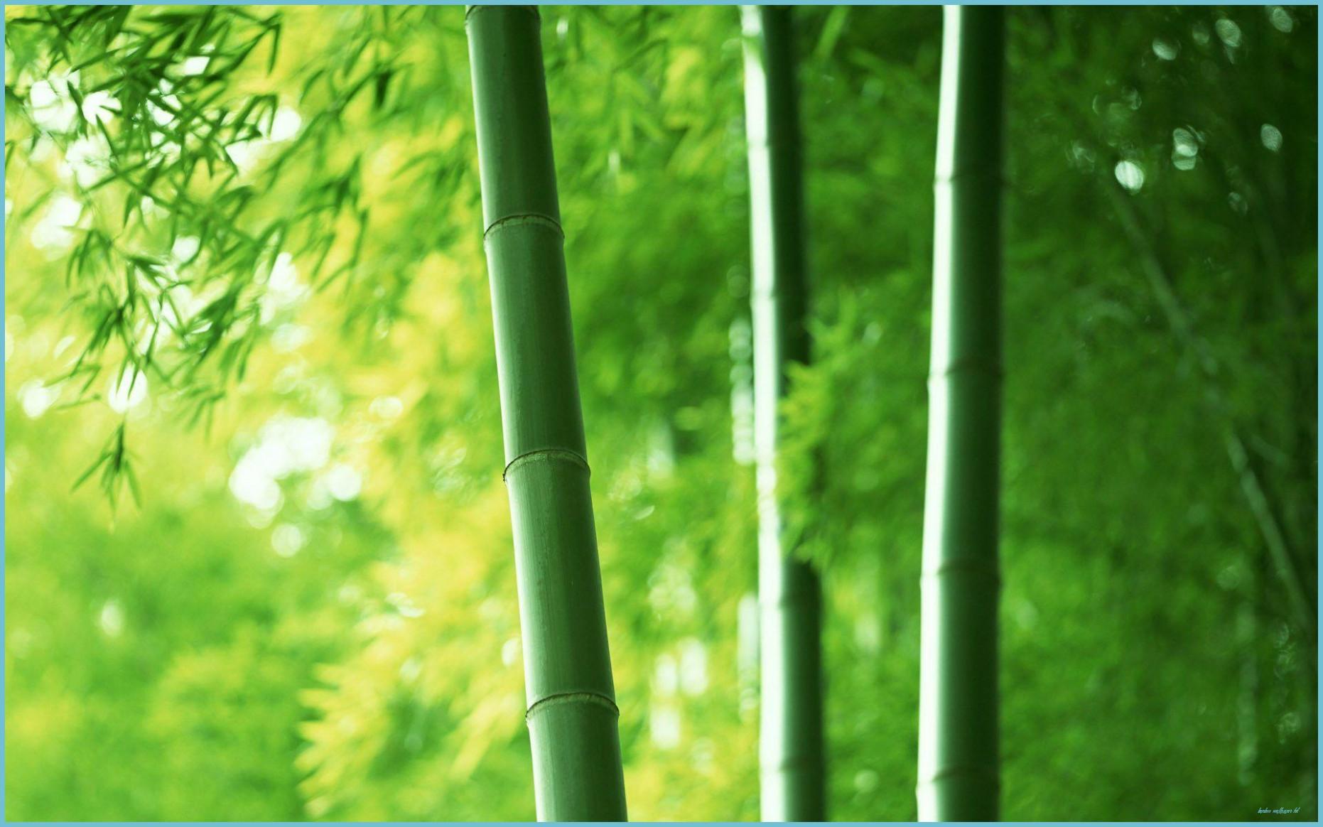 Minimalist Bamboo Wallpapers - Top Free Minimalist Bamboo Backgrounds ...