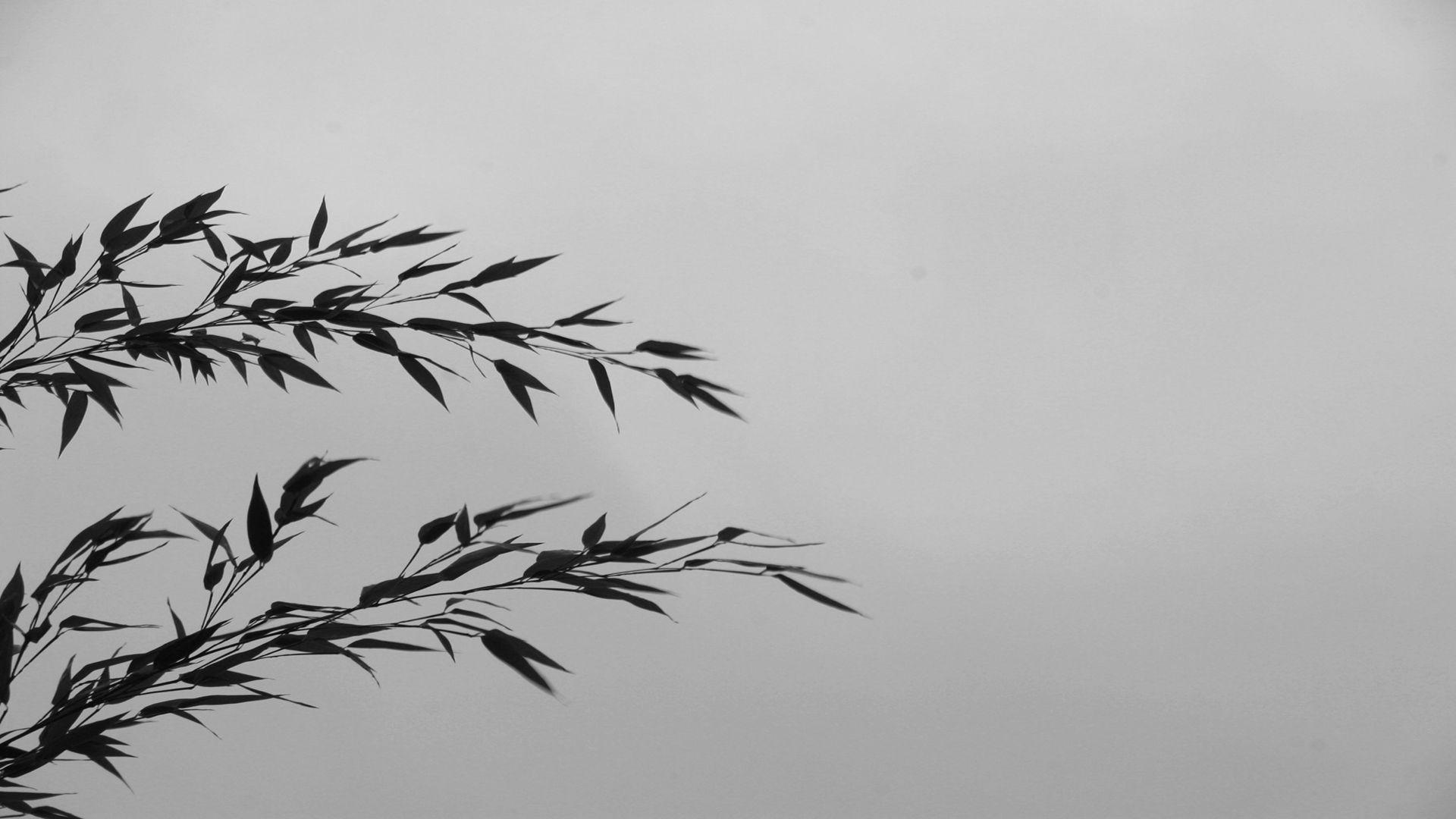 Minimalist Bamboo Wallpapers - Top Free Minimalist Bamboo Backgrounds ...