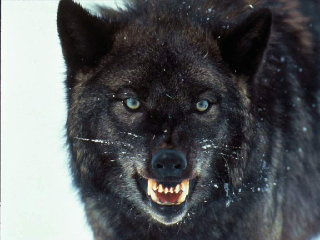 Real Wolf Wallpapers - Top Free Real Wolf Backgrounds - WallpaperAccess