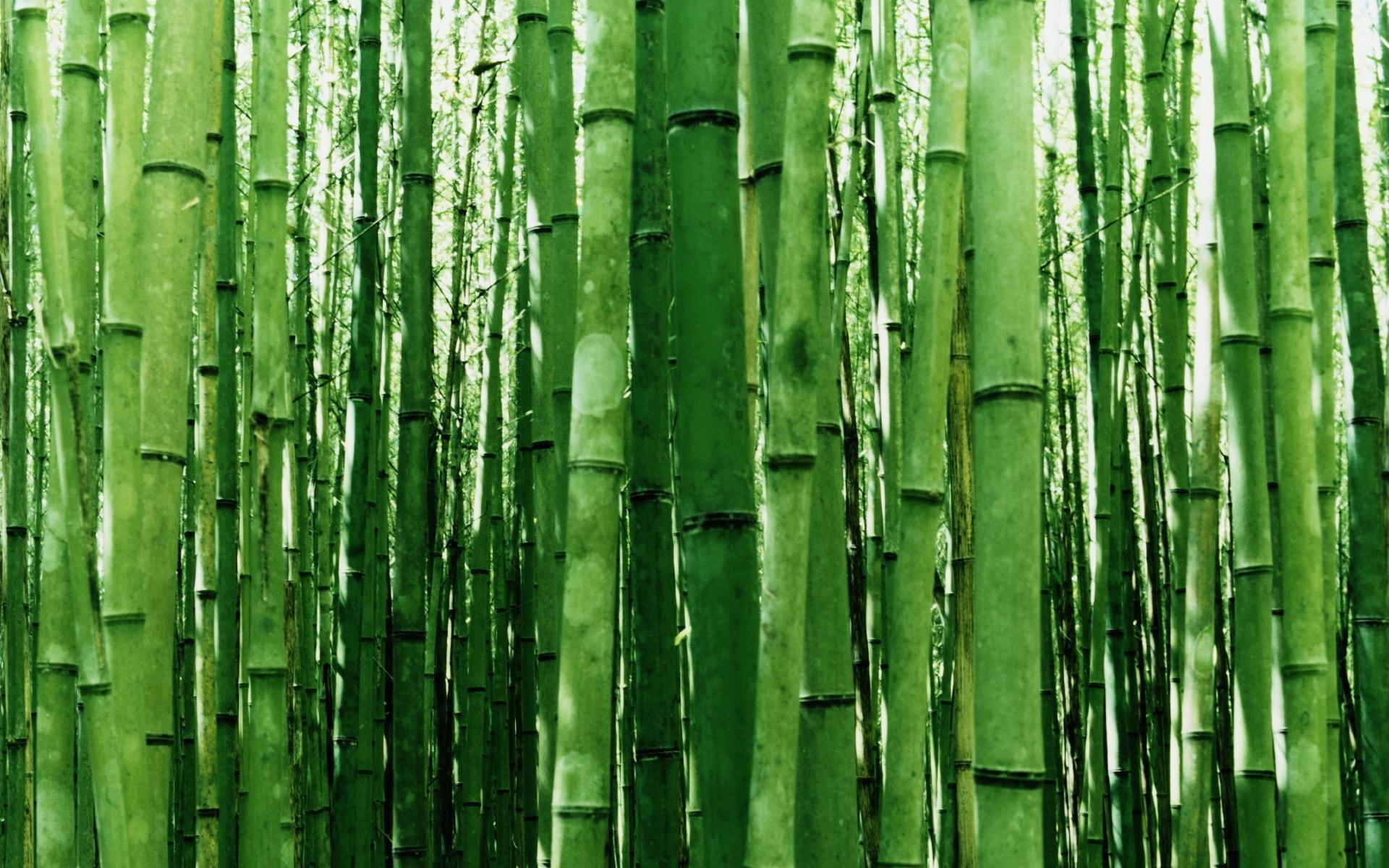 Minimalist Bamboo Wallpapers - Top Free Minimalist Bamboo Backgrounds ...