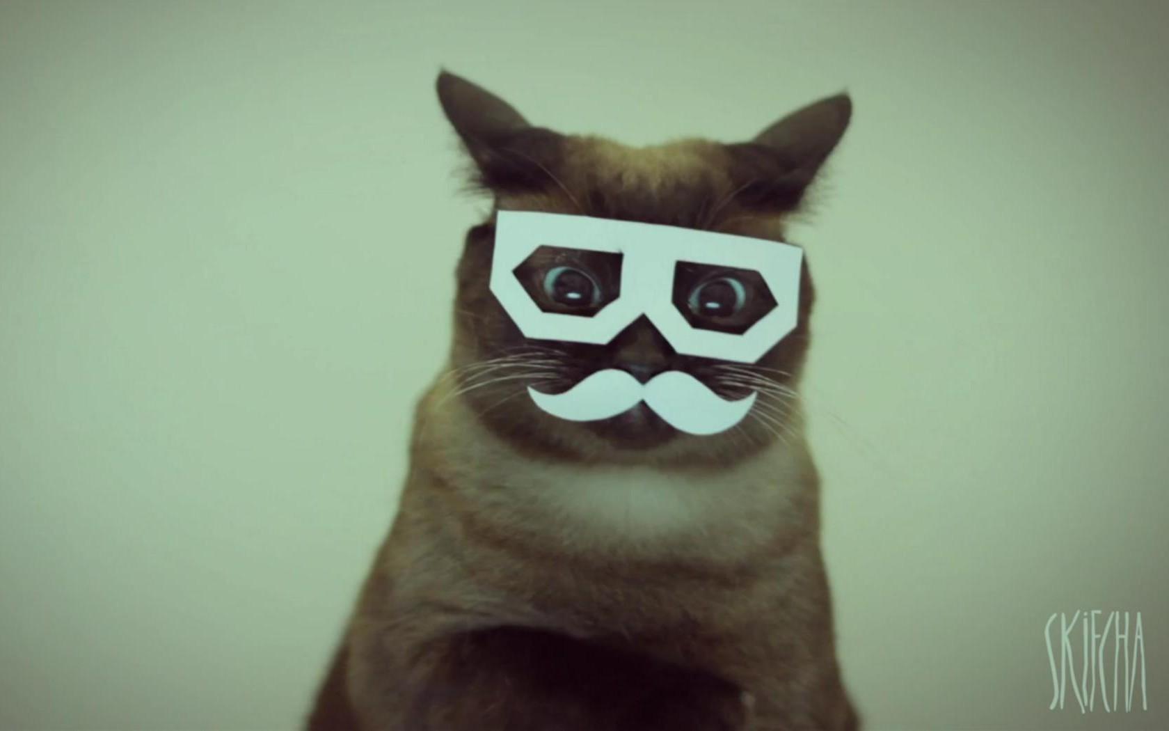 Mustache Cat Wallpapers - Top Free Mustache Cat Backgrounds ...