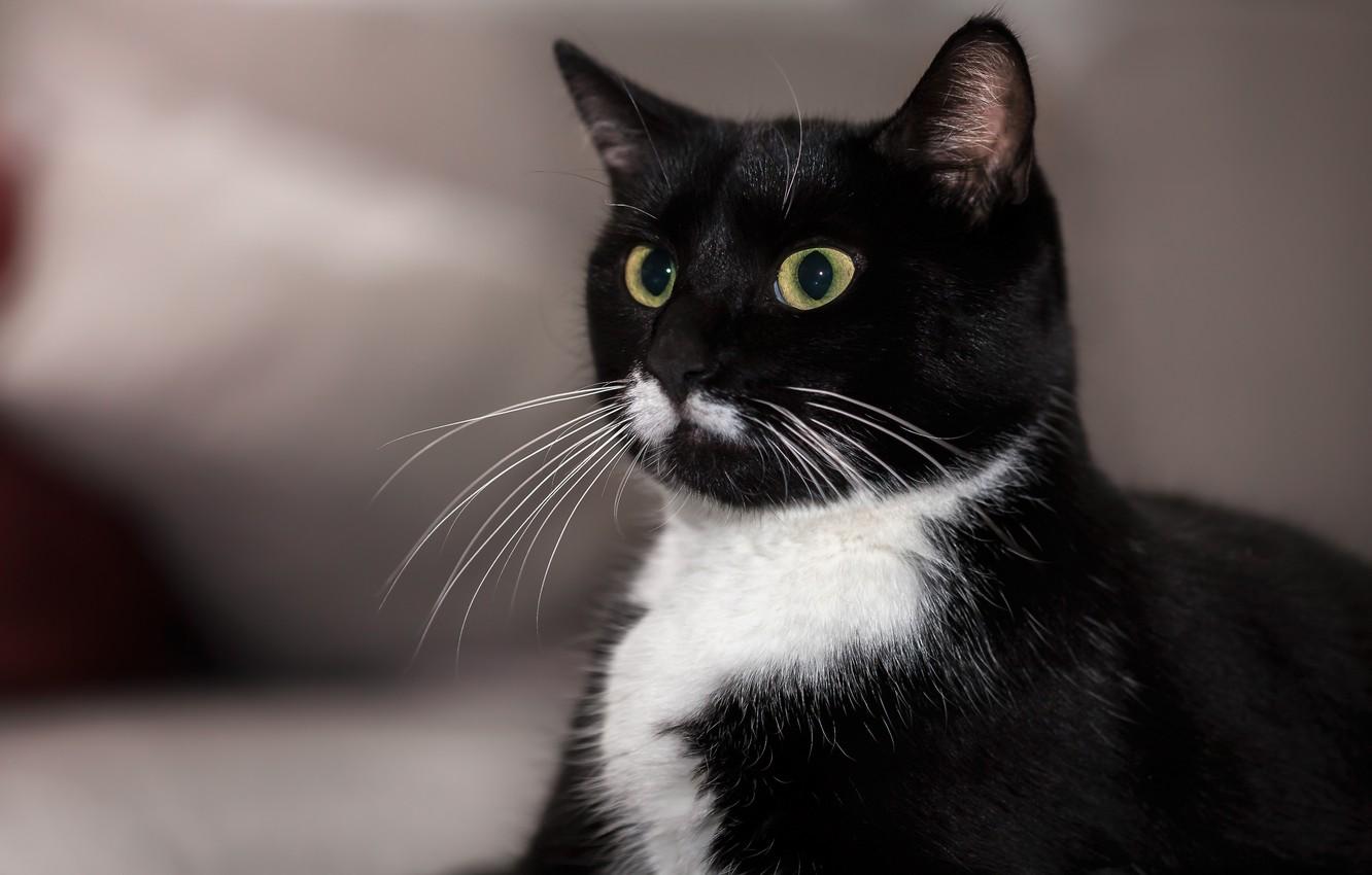 Mustache Cat Wallpapers - Top Free Mustache Cat Backgrounds ...