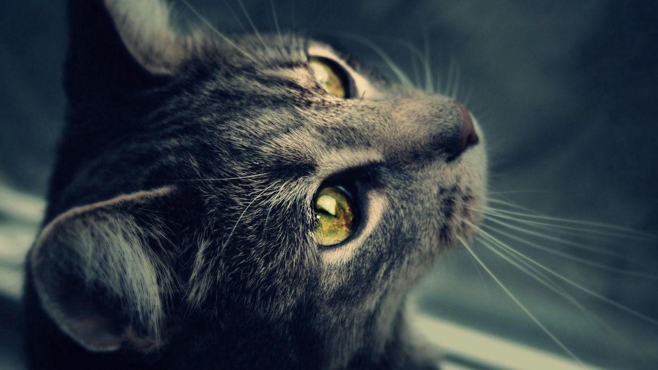 Mustache Cat Wallpapers - Top Free Mustache Cat Backgrounds ...
