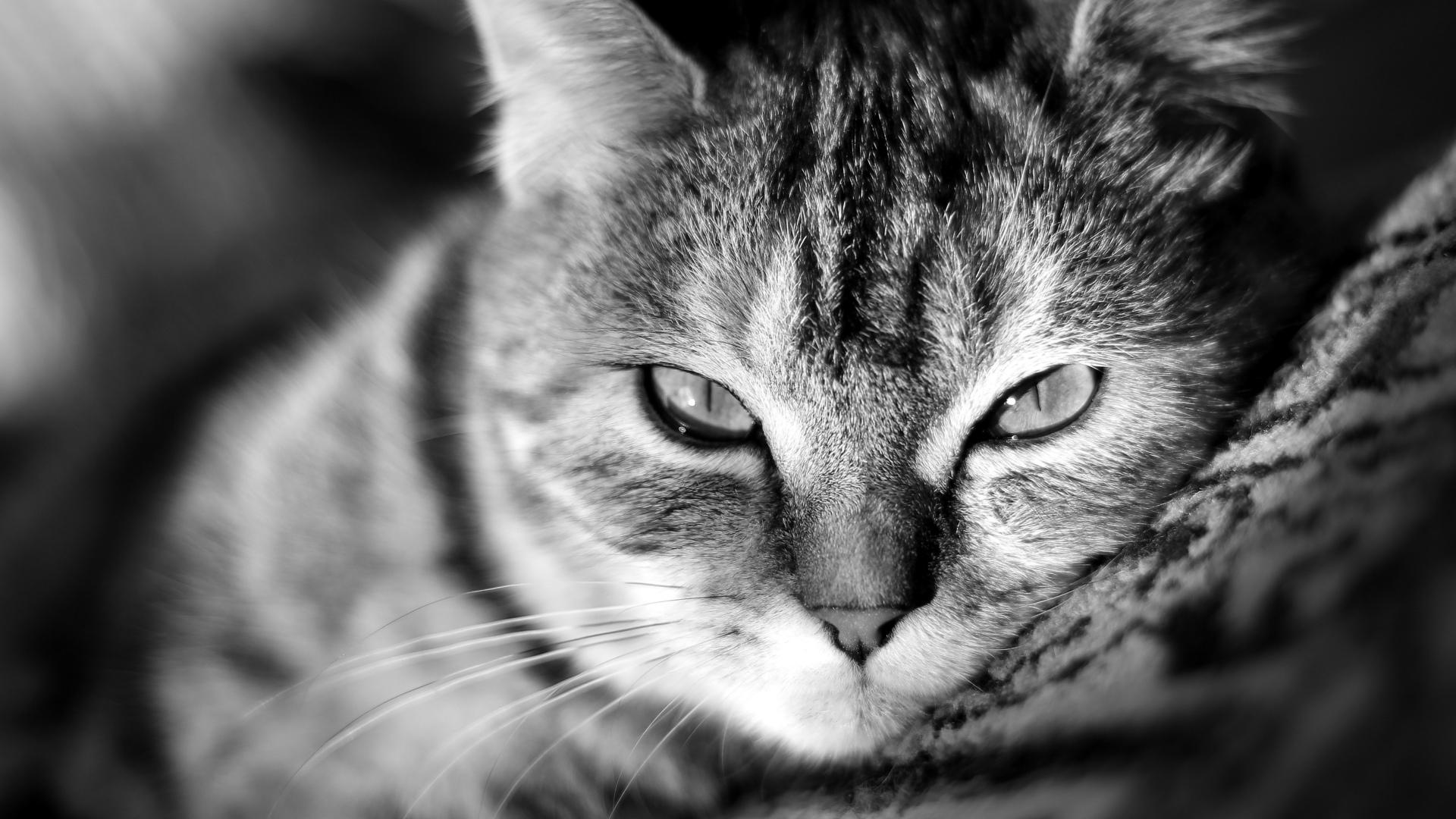 Mustache Cat Wallpapers - Top Free Mustache Cat Backgrounds ...