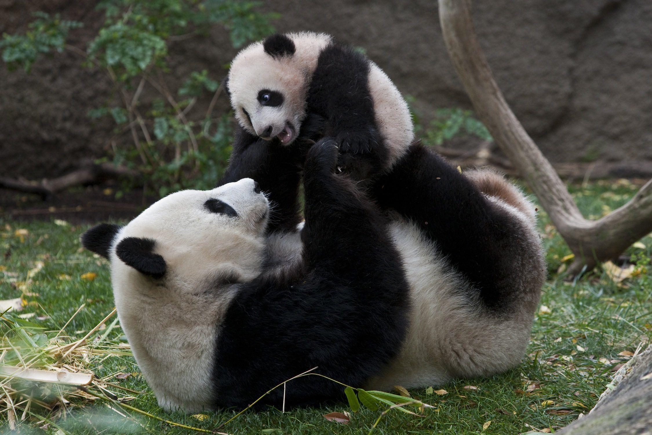 Cute Baby Pandas Desktop Wallpapers Top Free Cute Baby Pandas Desktop