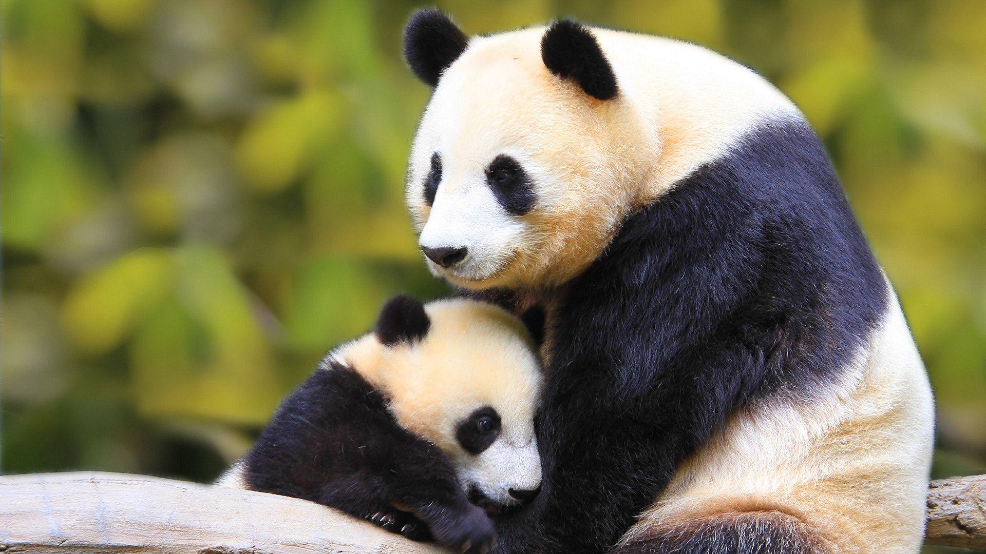Cute Baby Pandas Desktop Wallpapers - Top Free Cute Baby Pandas Desktop ...