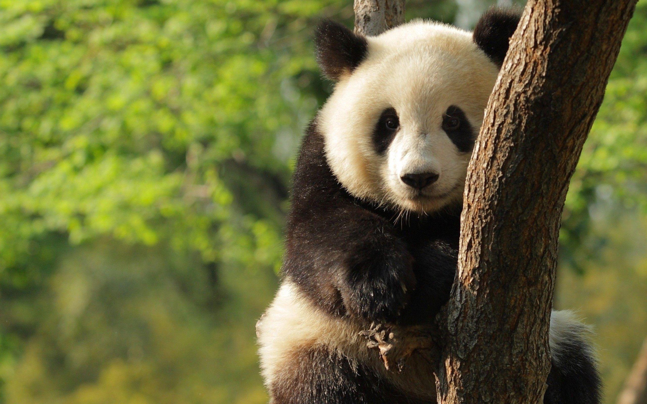 Cute Baby Pandas Desktop Wallpapers - Top Free Cute Baby Pandas Desktop ...