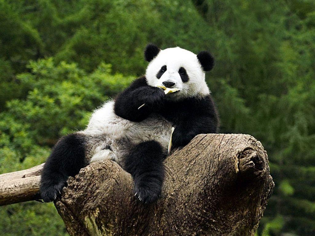 Cute Baby Pandas Desktop Wallpapers - Top Free Cute Baby Pandas Desktop ...