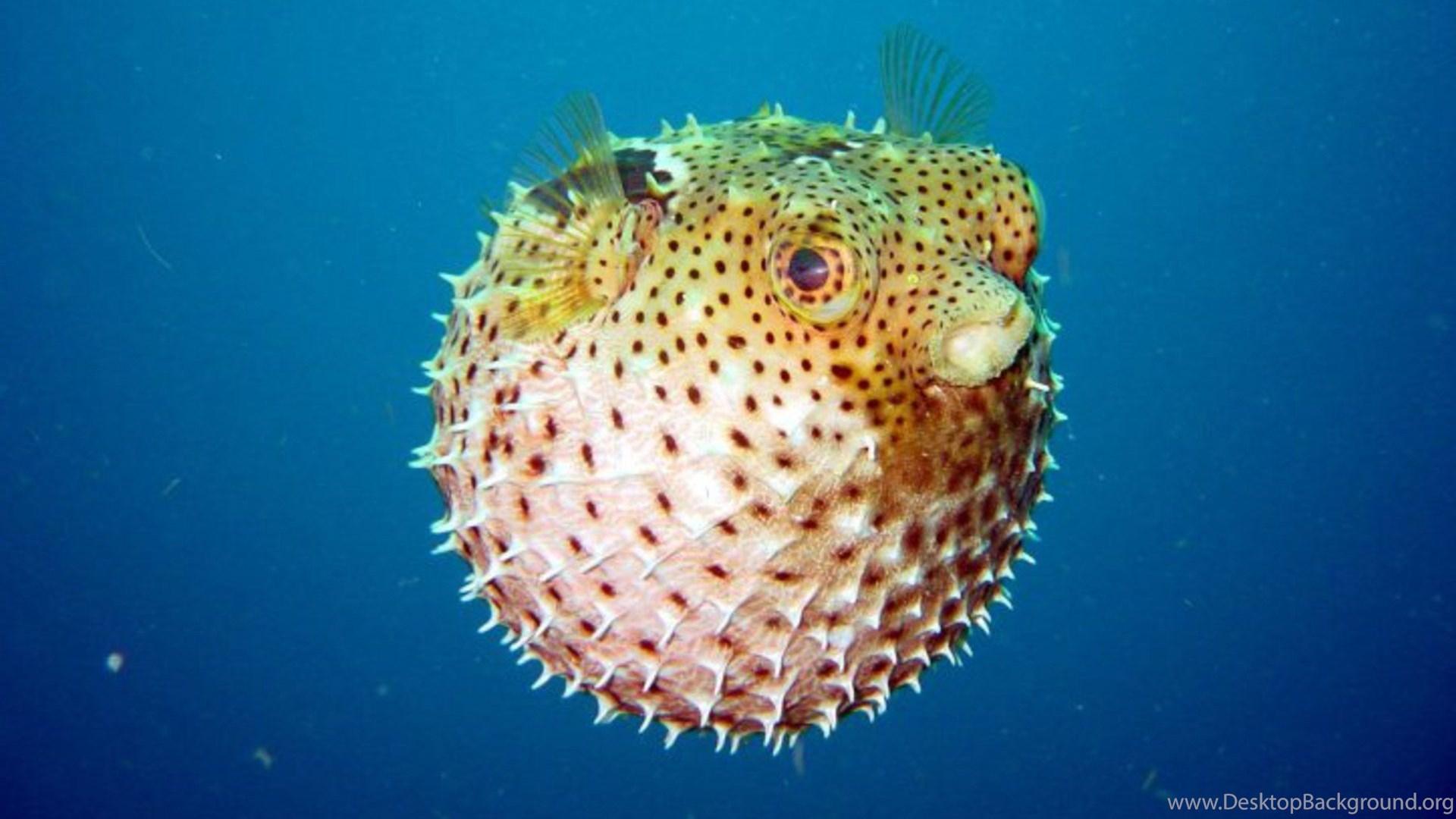 Funny Fish Wallpapers - Top Free Funny Fish Backgrounds - WallpaperAccess