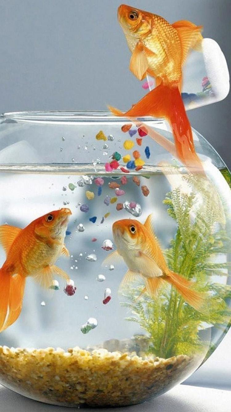 Funny Fish Wallpapers - Top Free Funny Fish Backgrounds - WallpaperAccess