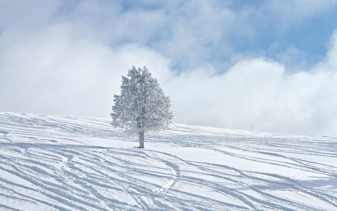 White Tree Snow Wallpapers - Top Free White Tree Snow Backgrounds ...