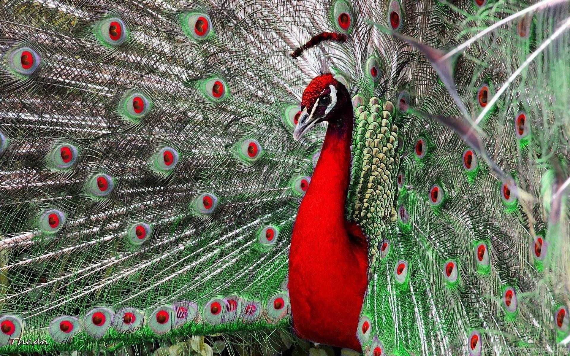 Beautiful Peacock Wallpapers - Top Free Beautiful Peacock Backgrounds - WallpaperAccess