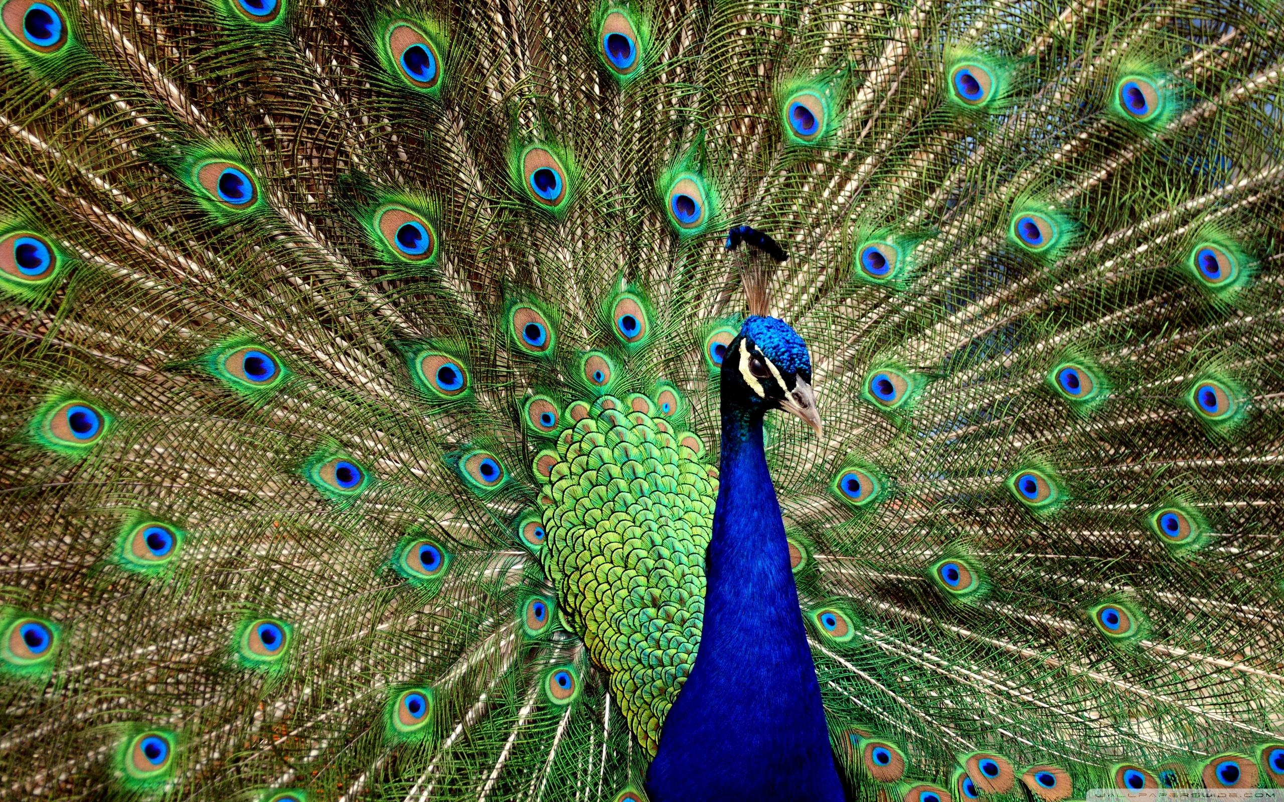 Cute Peacock Wallpapers - Top Free Cute Peacock Backgrounds ...