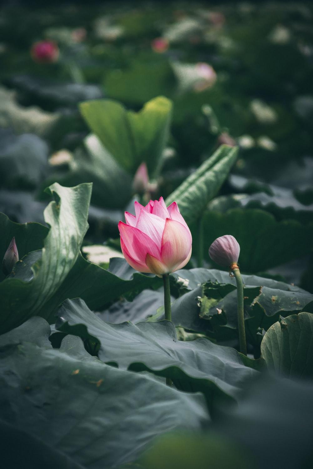 4K Lotus Flower Wallpapers - Top Free 4K Lotus Flower Backgrounds ...