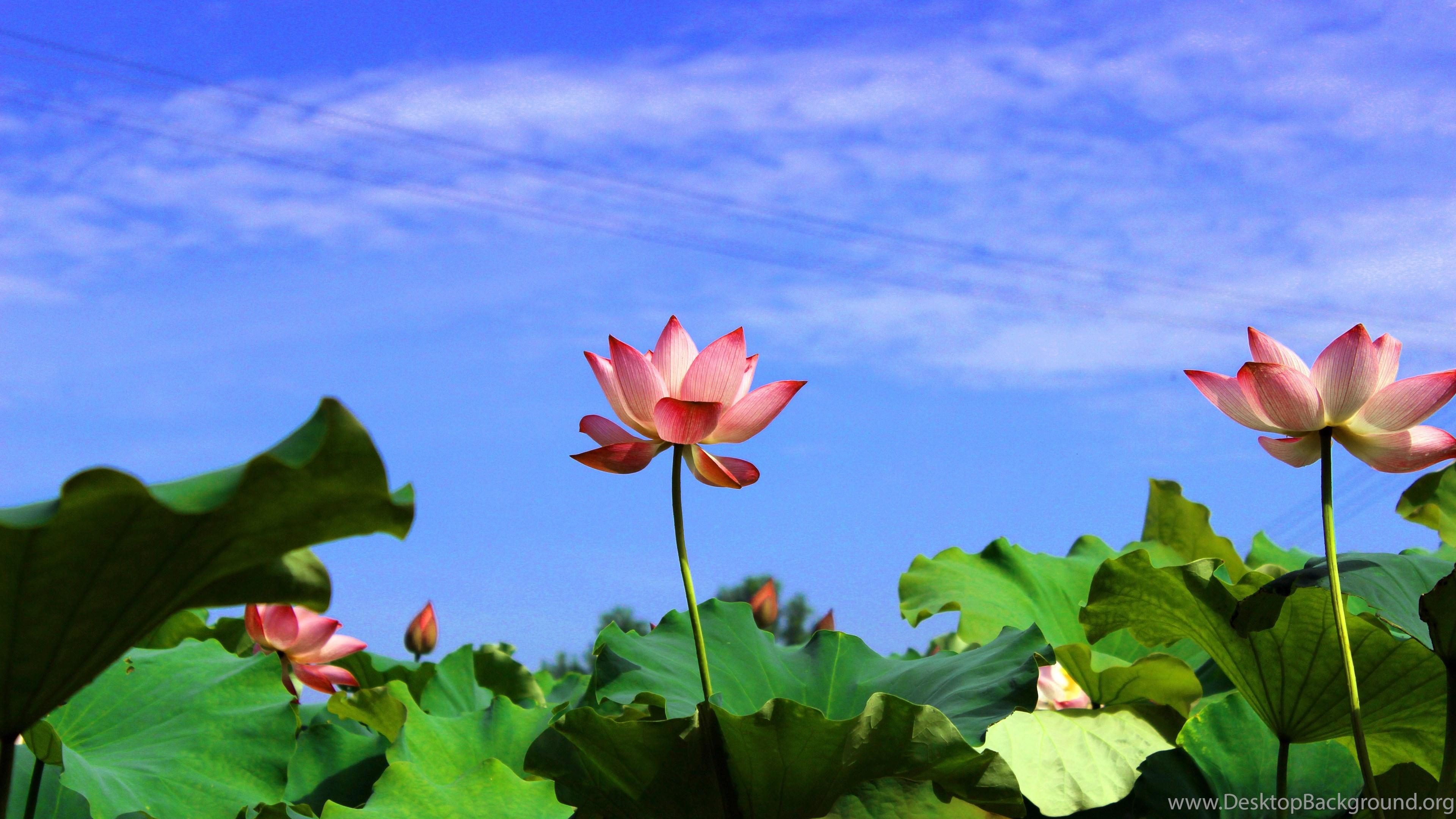 4K Lotus Flower Wallpapers - Top Free 4K Lotus Flower Backgrounds ...