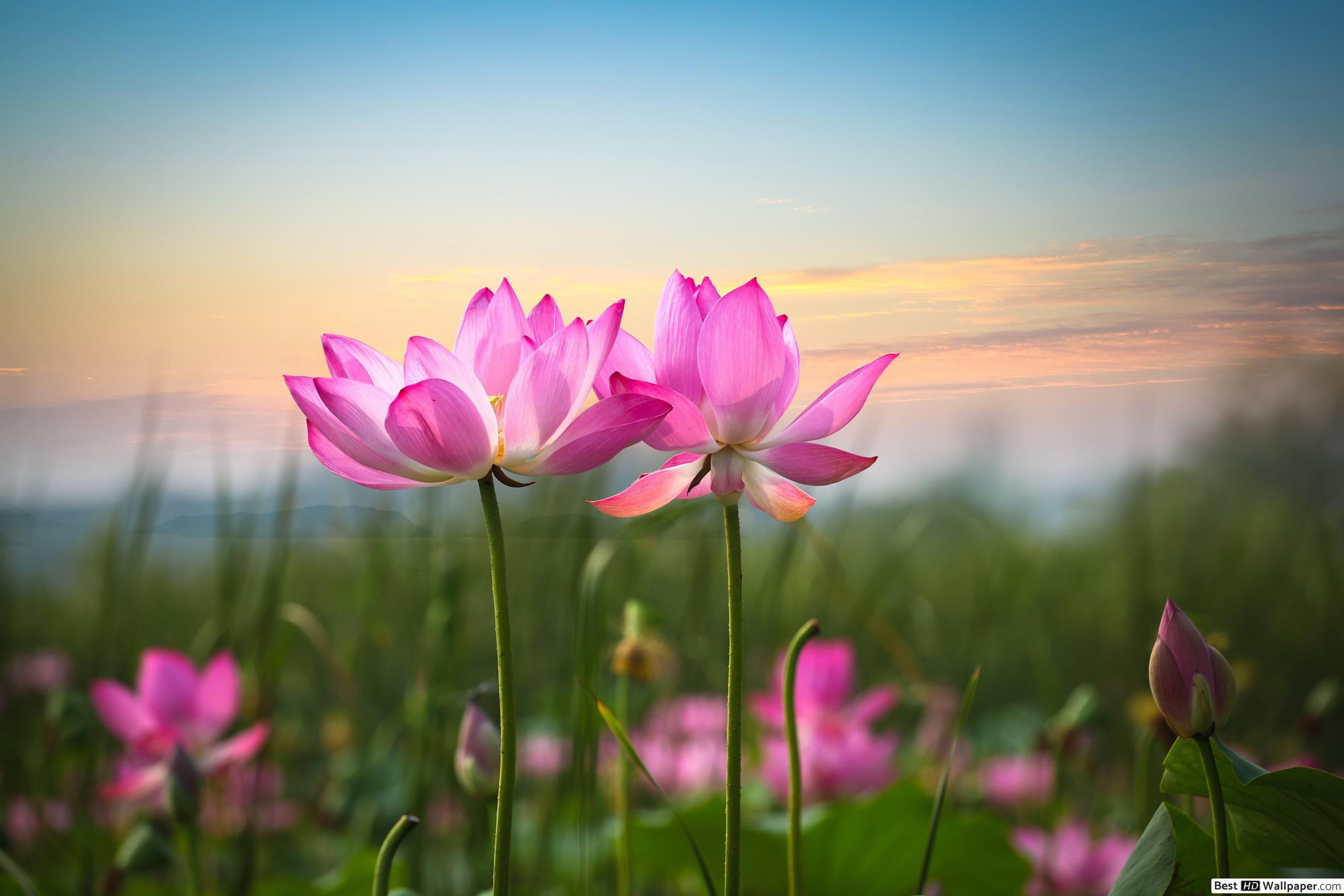 4K Lotus Flower Wallpapers - Top Free 4K Lotus Flower Backgrounds ...