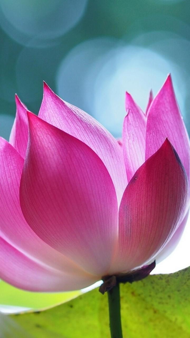 4K Lotus Flower Wallpapers - Top Free 4K Lotus Flower Backgrounds ...