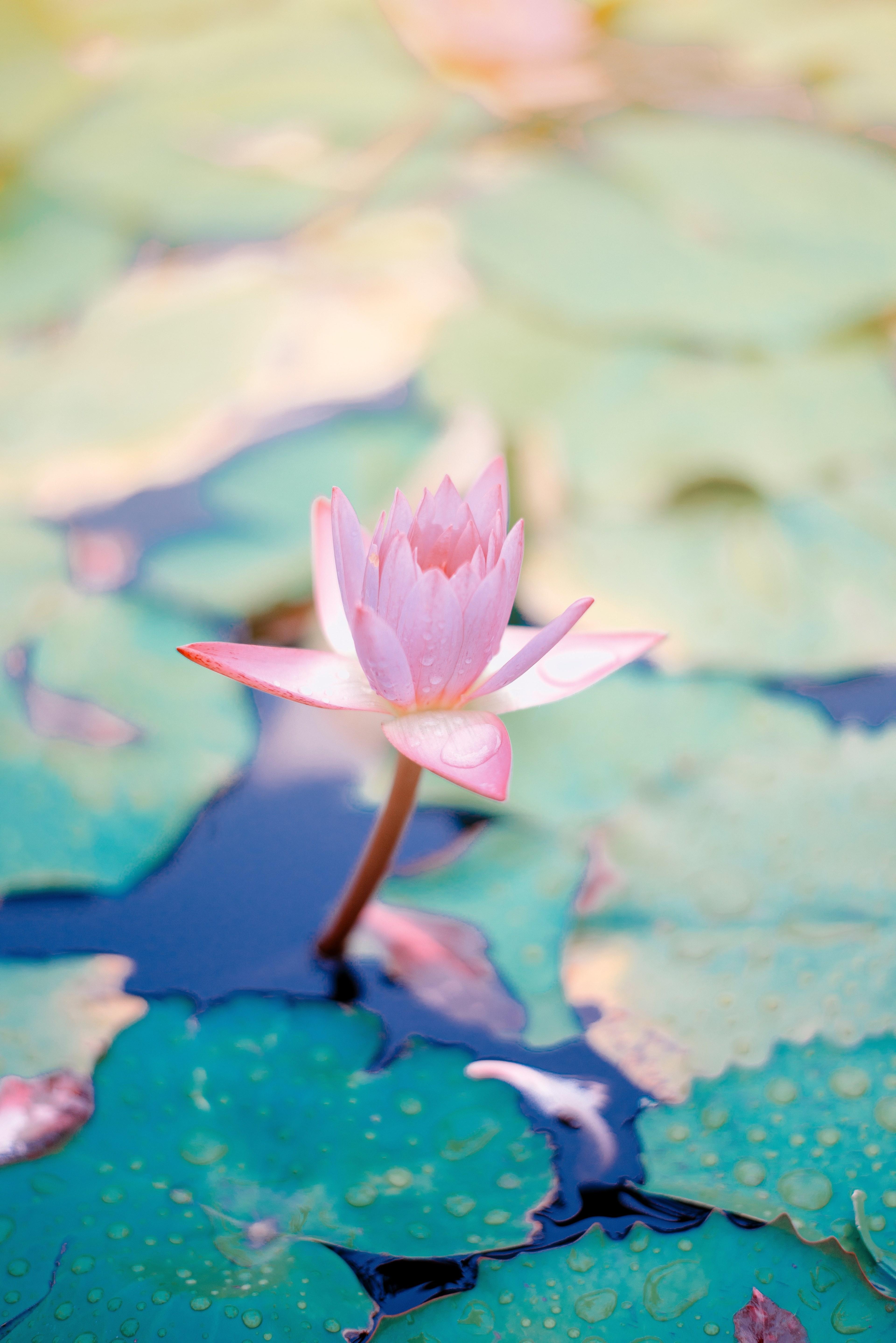 4K Lotus Flower Wallpapers - Top Free 4K Lotus Flower Backgrounds ...