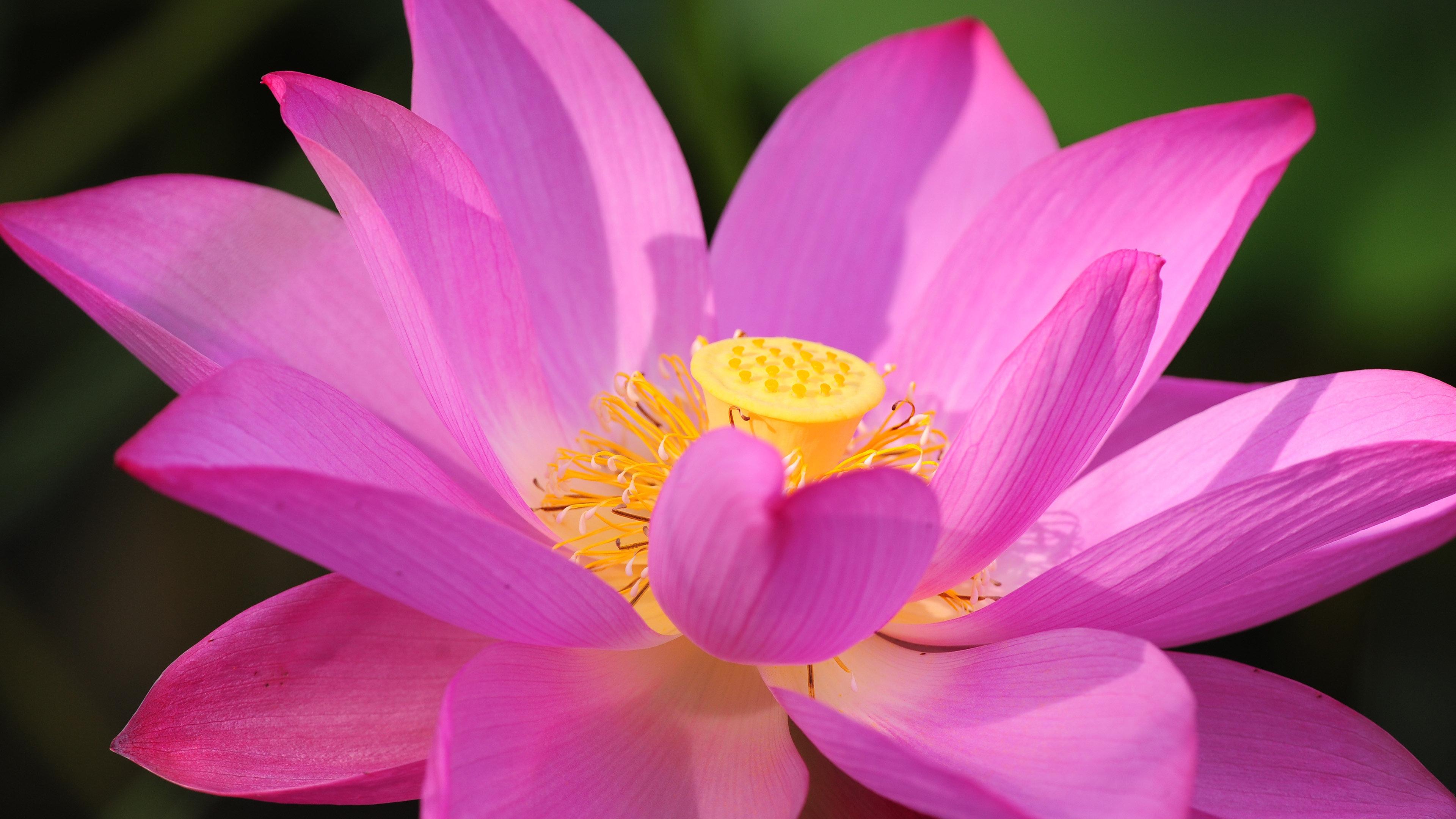 4K Lotus Flower Wallpapers - Top Free 4K Lotus Flower Backgrounds ...