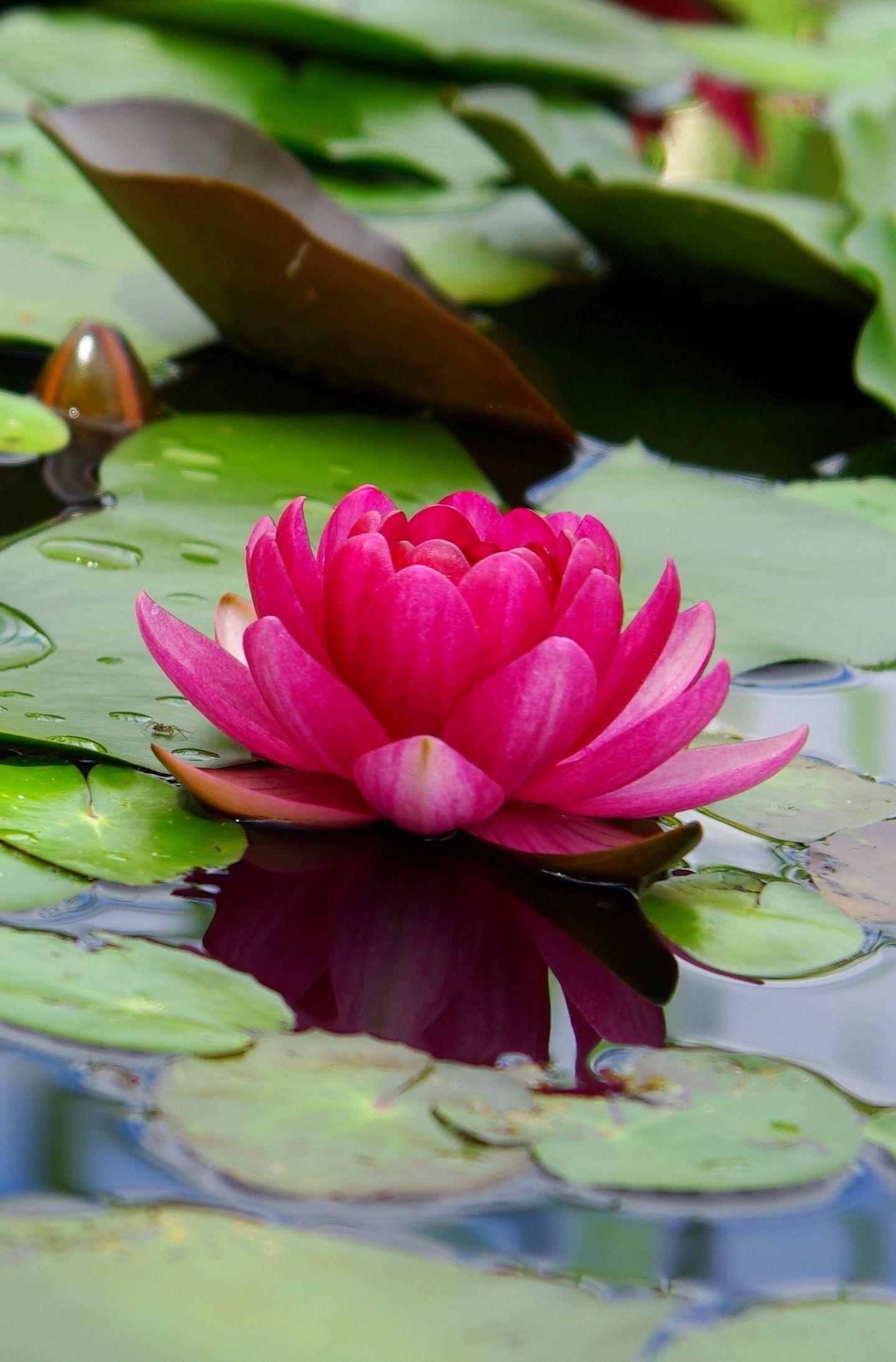 4K Lotus Flower Wallpapers - Top Free 4K Lotus Flower Backgrounds ...