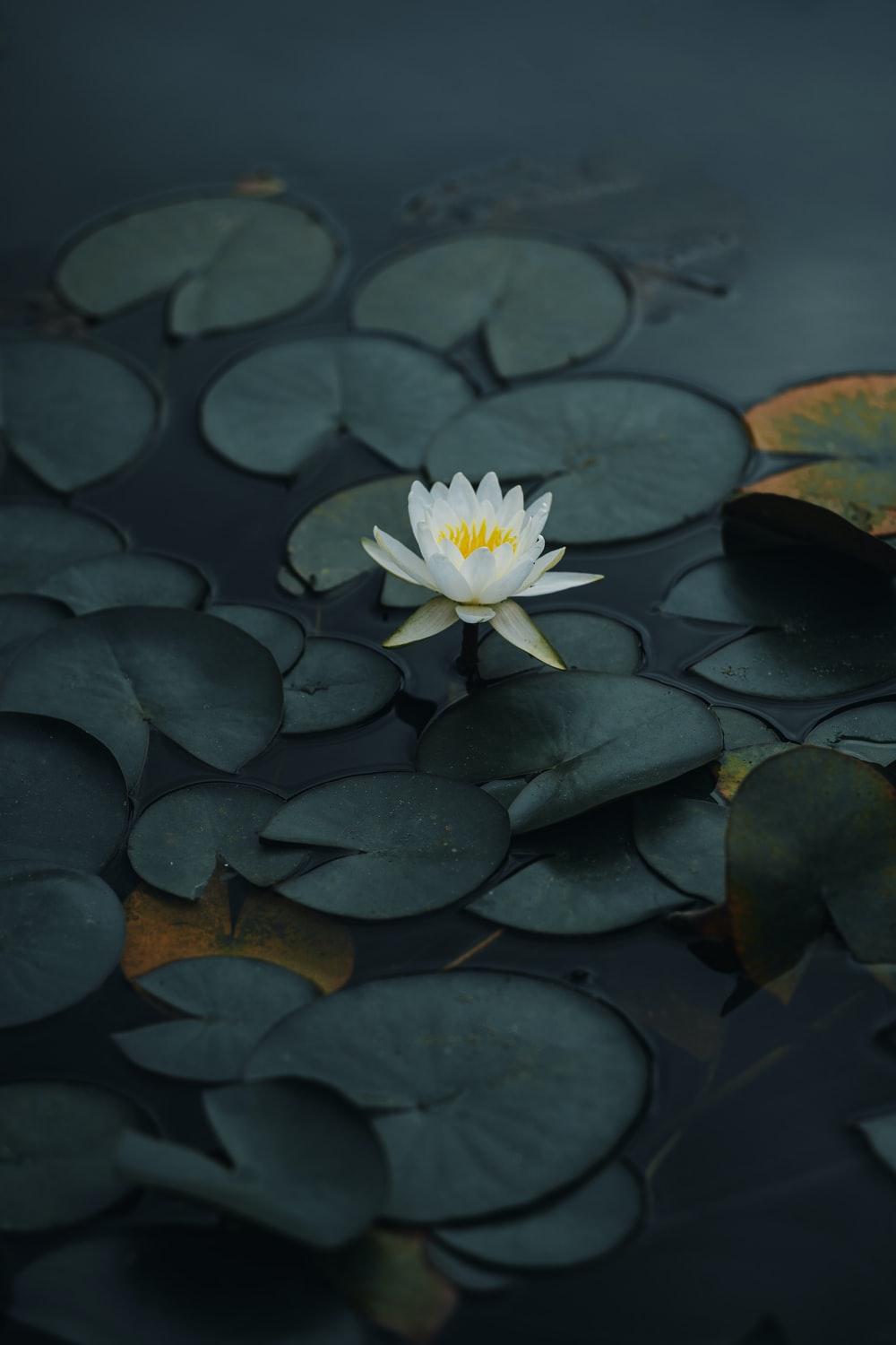 4K Lotus Flower Wallpapers - Top Free 4K Lotus Flower Backgrounds ...
