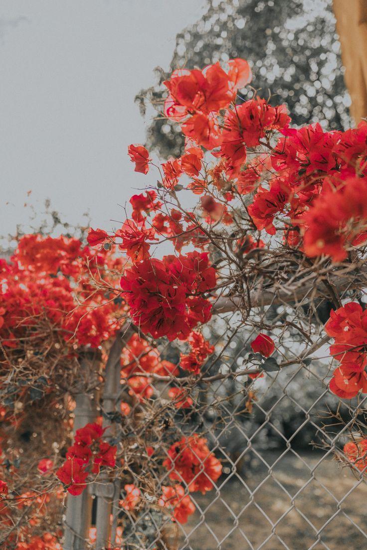 Soft Red Aesthetic Wallpapers - Top Free Soft Red Aesthetic Backgrounds ...