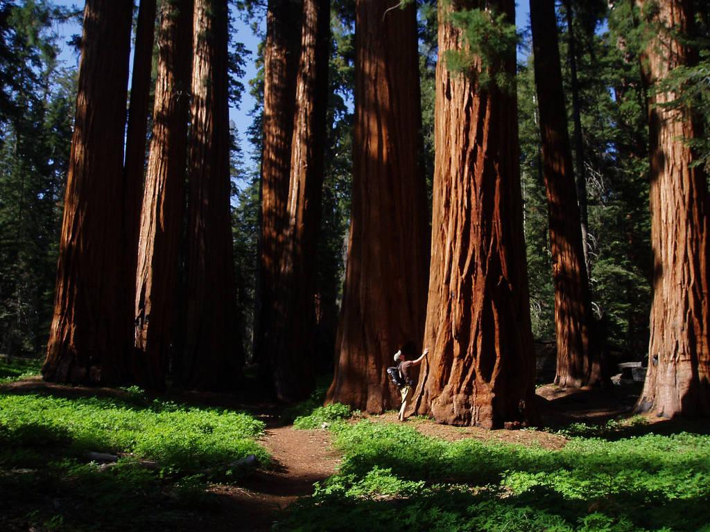 Sequoia National Park 4K Wallpapers - Top Free Sequoia National Park 4K ...