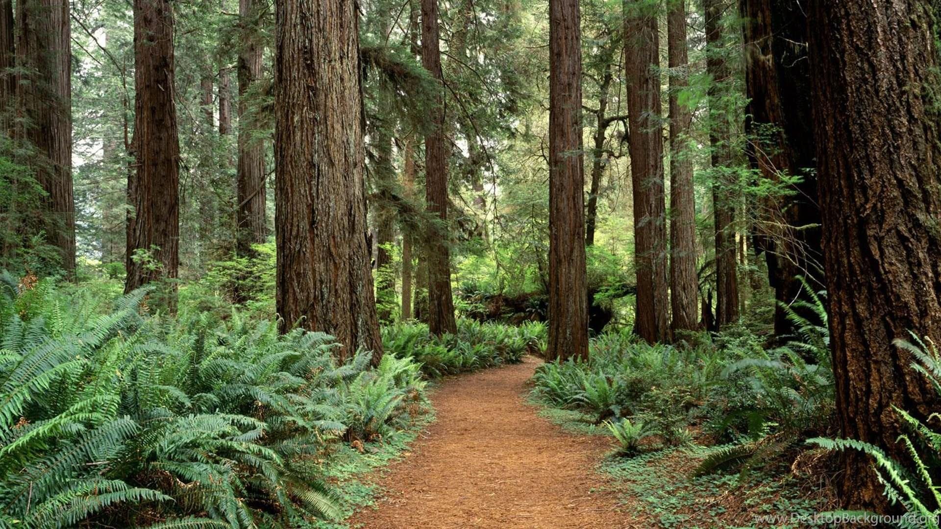 Sequoia National Park 4K Wallpapers - Top Free Sequoia National Park 4K ...