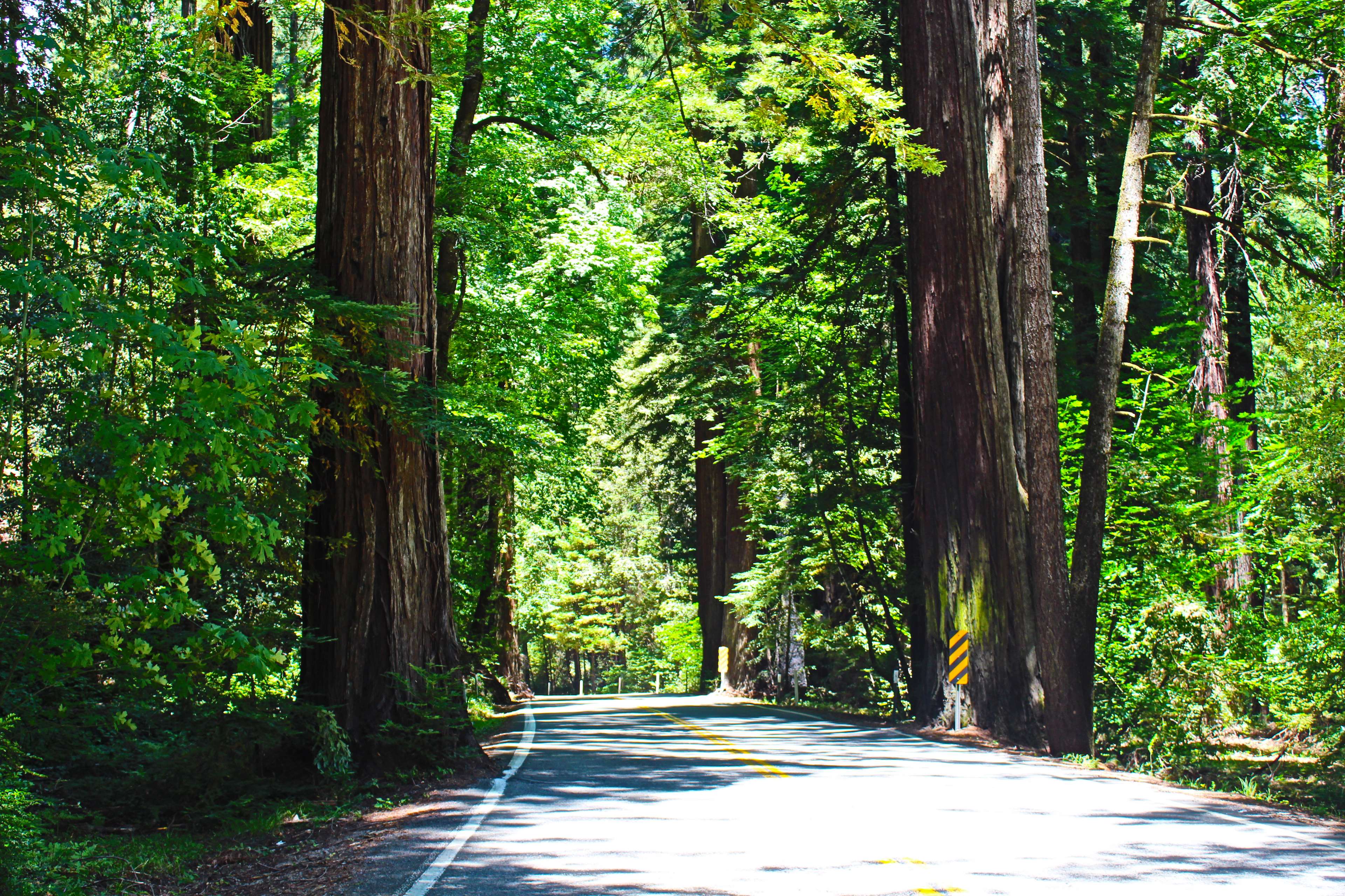 Sequoia National Park 4K Wallpapers - Top Free Sequoia National Park 4K ...