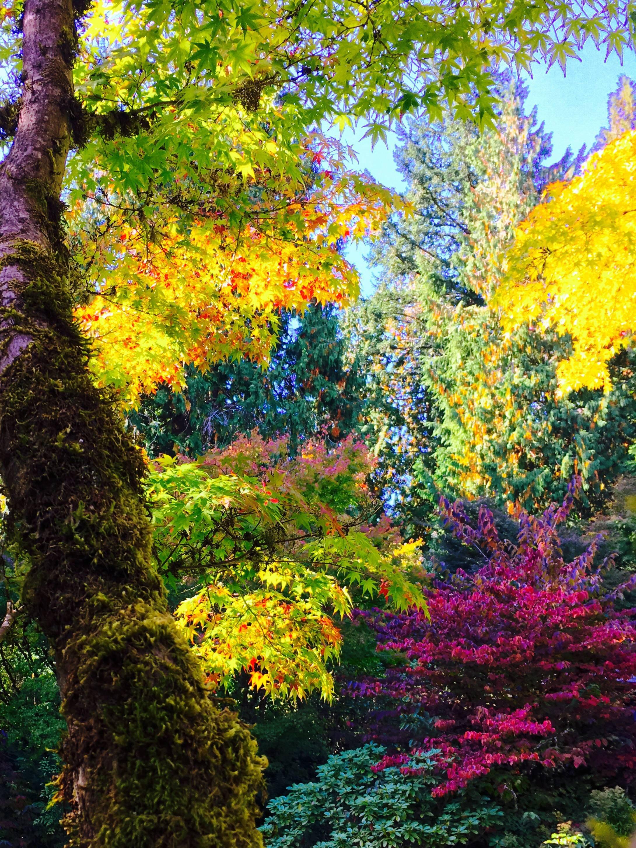 Seattle Scenery Wallpapers - Top Free Seattle Scenery Backgrounds ...