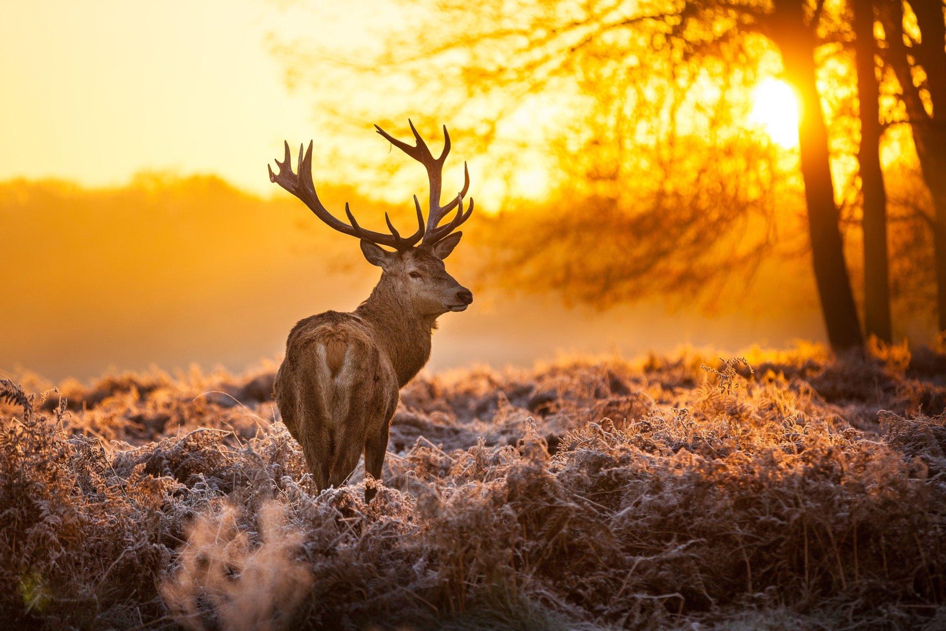 Deer Sunset Wallpapers - Top Free Deer Sunset Backgrounds - WallpaperAccess
