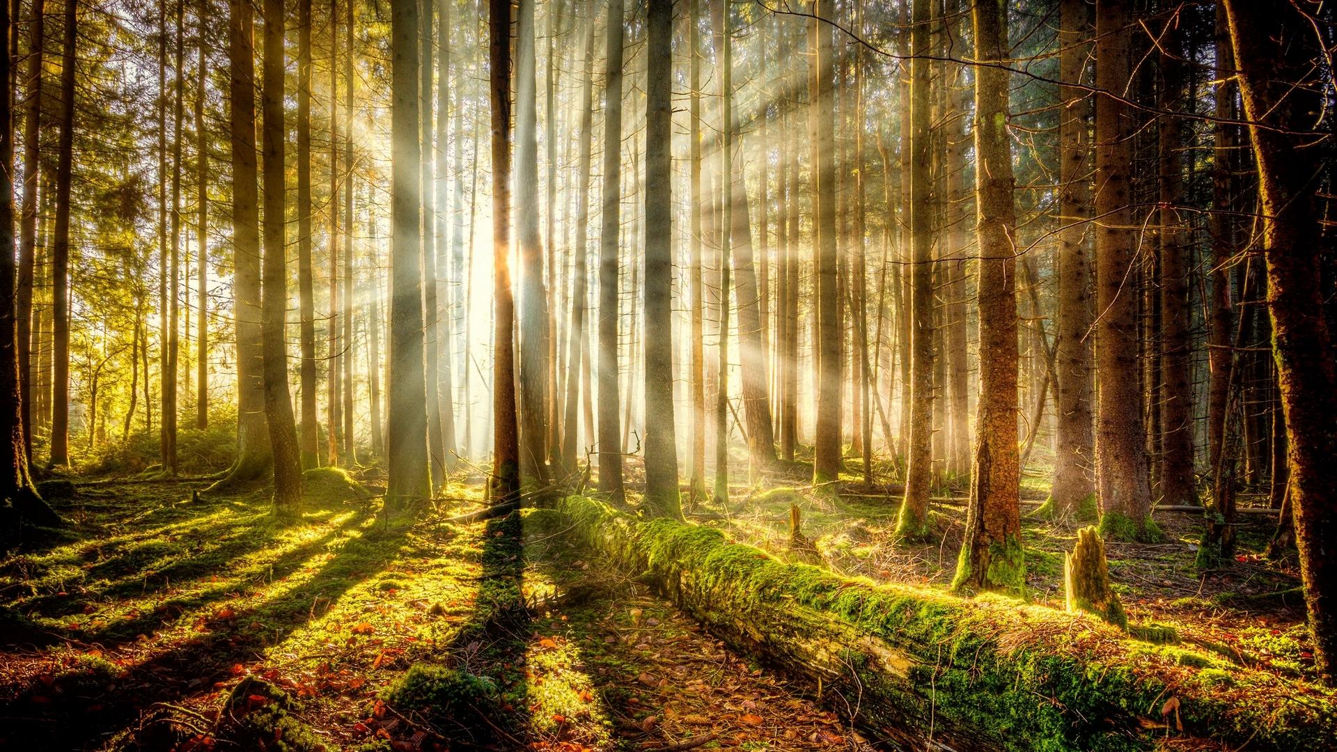 Summer Morning Wallpapers - Top Free Summer Morning Backgrounds ...