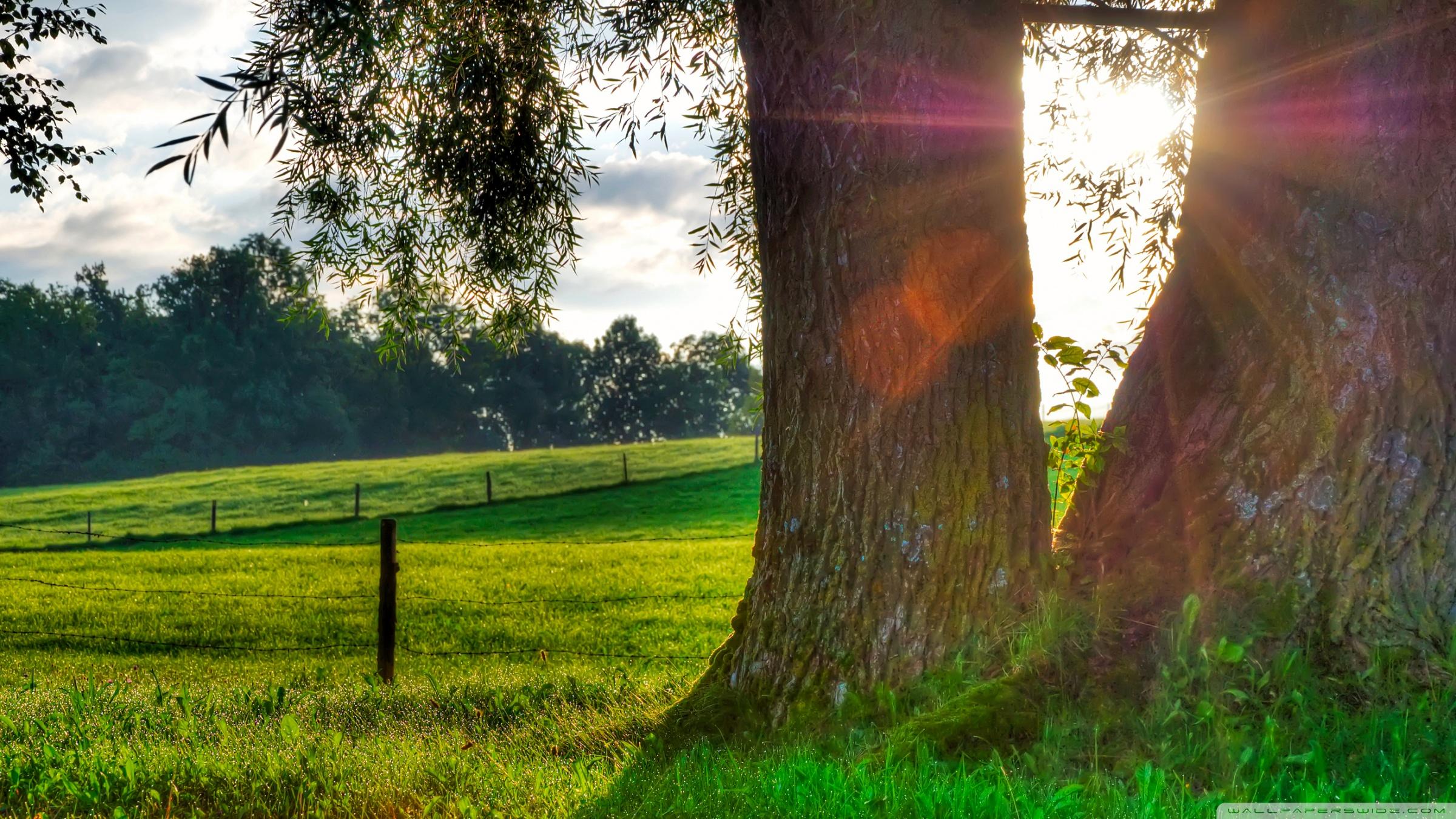 Summer Morning Wallpapers - Top Free Summer Morning Backgrounds ...