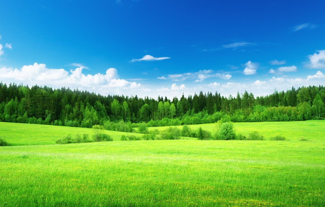 Field of Grass Wallpapers - Top Free Field of Grass Backgrounds ...