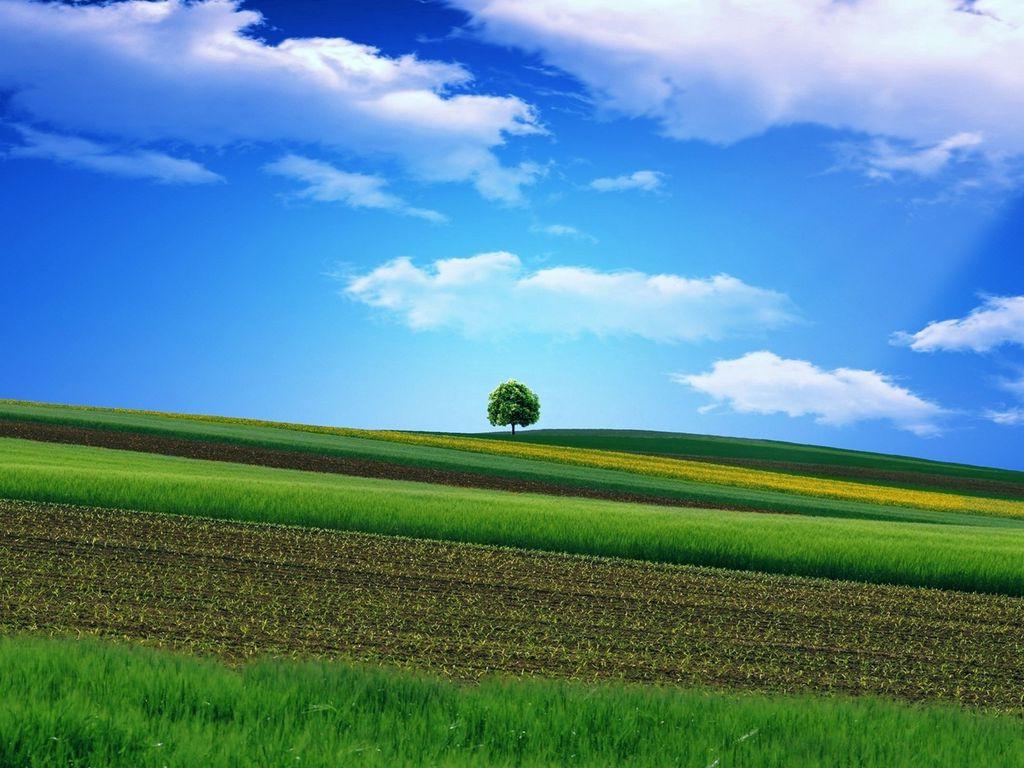 Field of Grass Wallpapers - Top Free Field of Grass Backgrounds ...