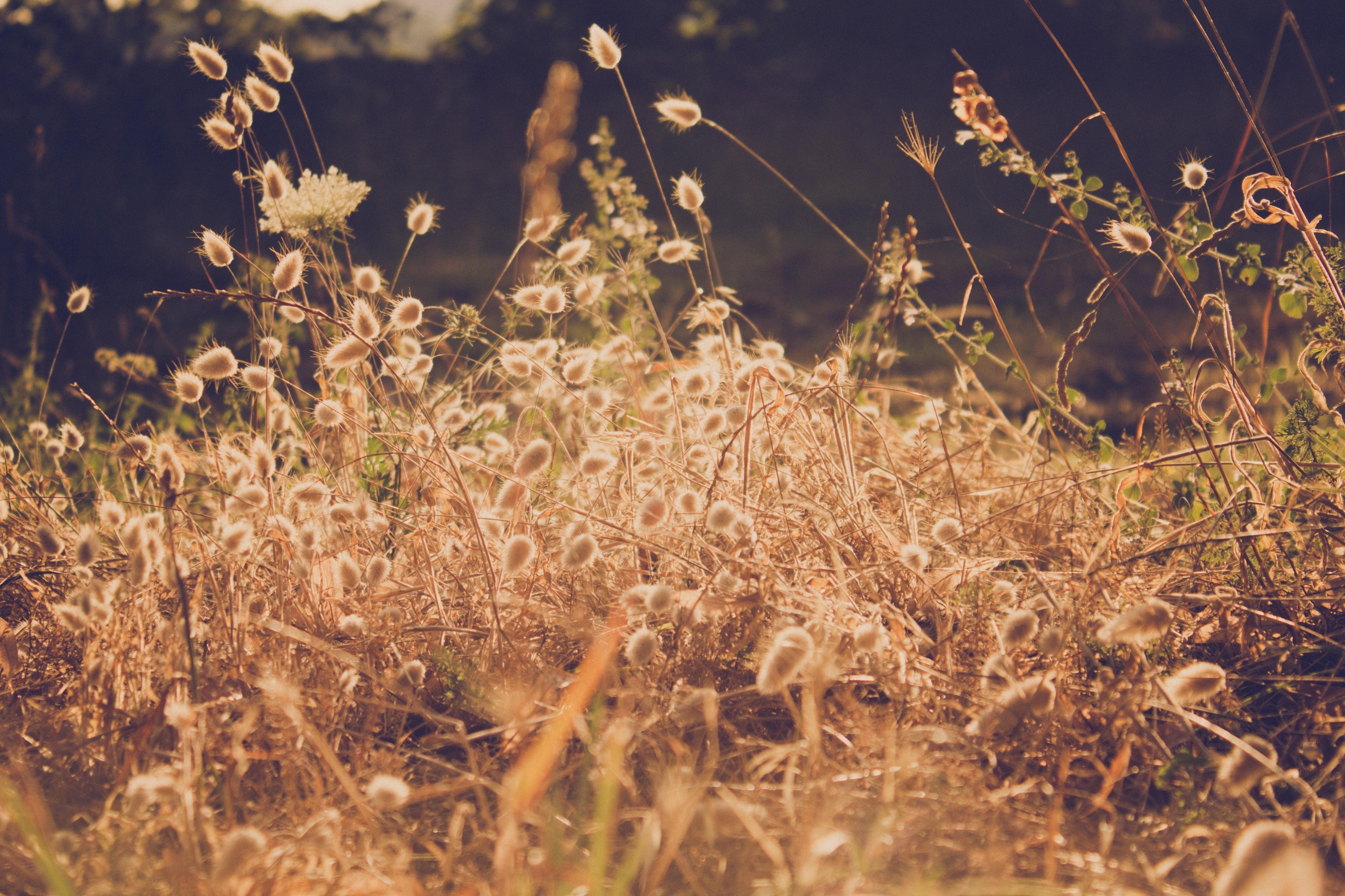 Country Field Wallpapers - Top Free Country Field Backgrounds ...