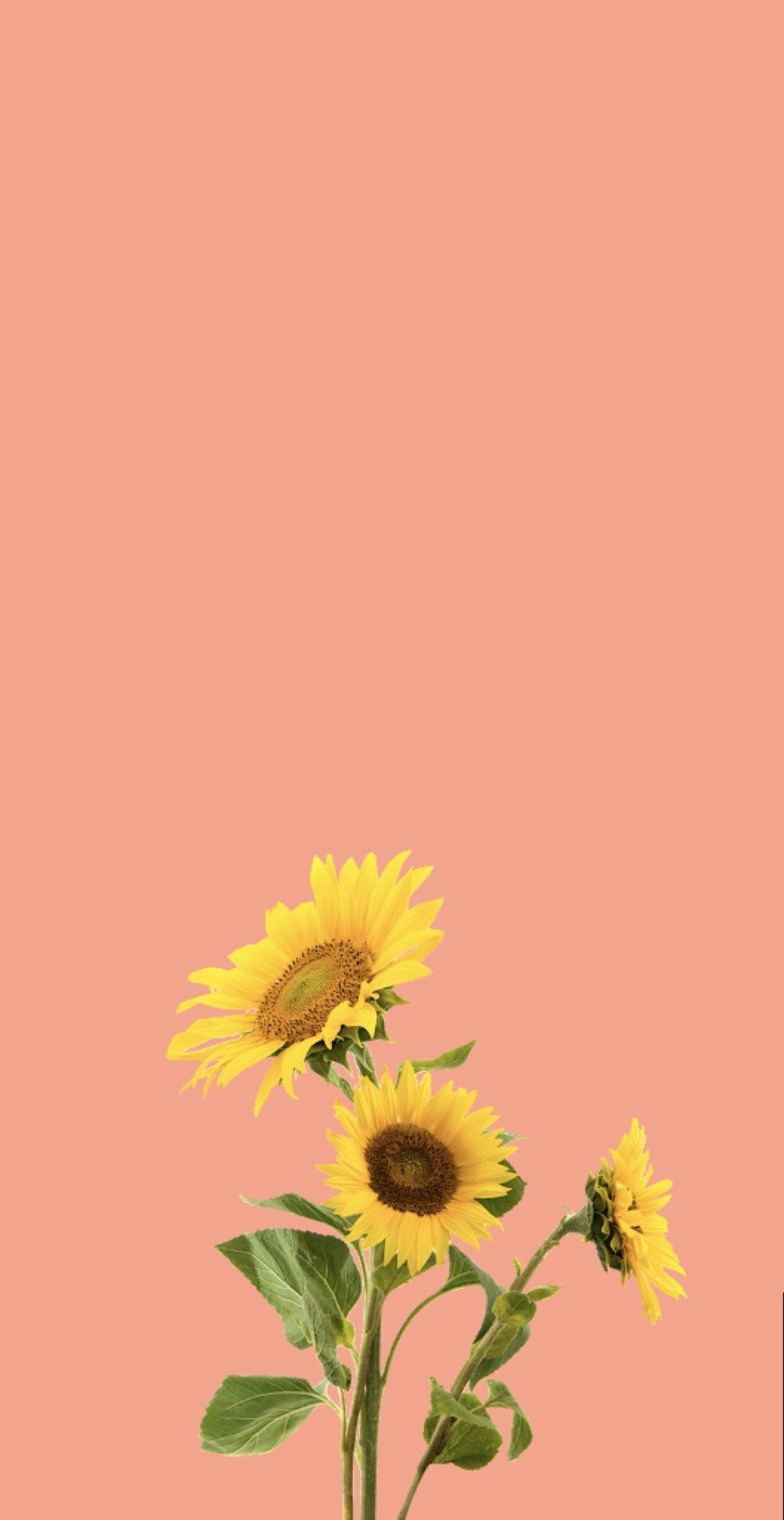 Simple Sunflower Wallpapers - Top Free Simple Sunflower Backgrounds ...