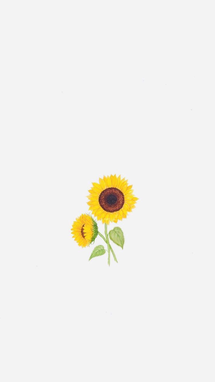 Simple Sunflower Wallpapers - Top Free Simple Sunflower Backgrounds ...