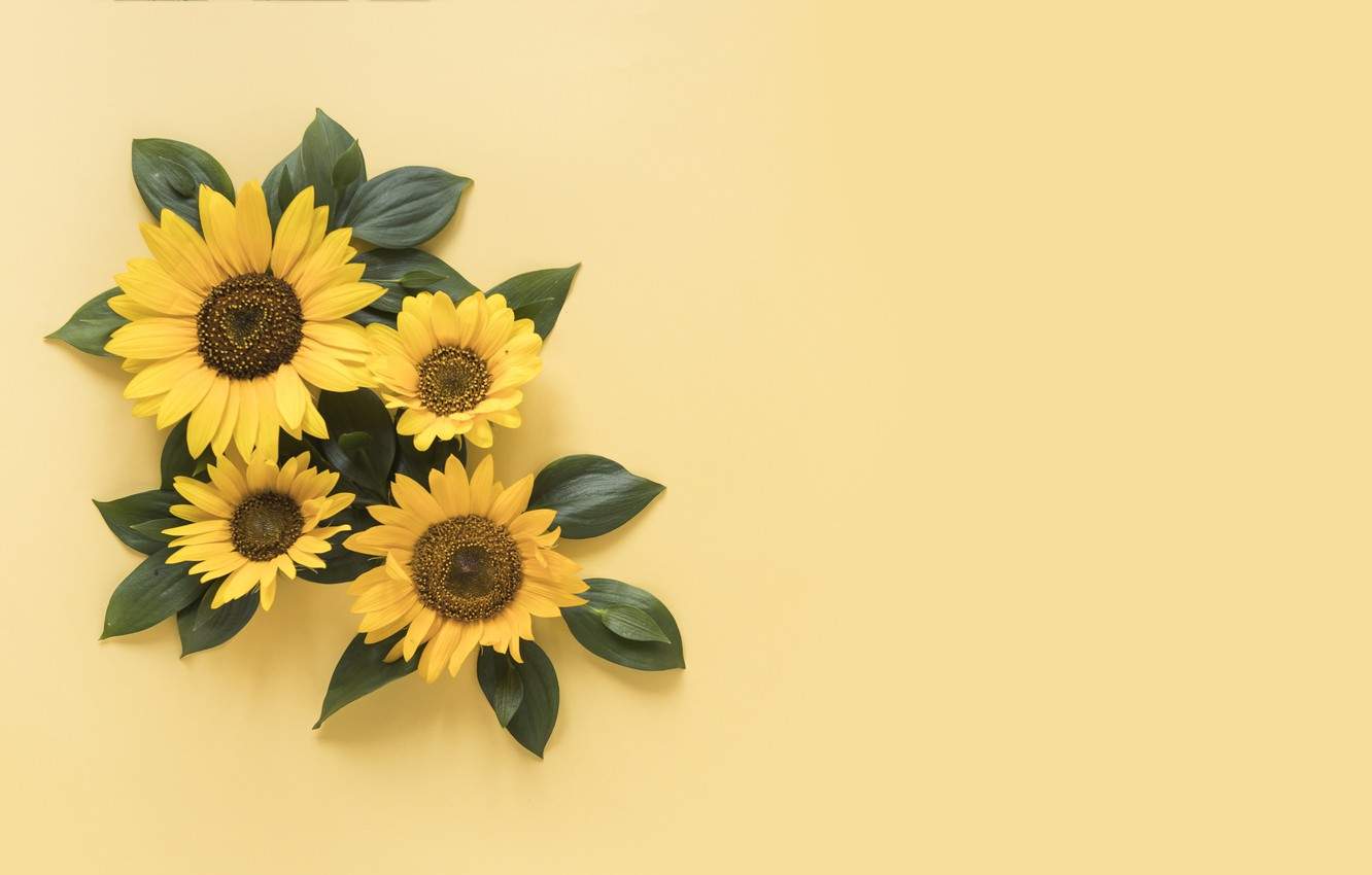 Simple Sunflower Wallpapers - Top Free Simple Sunflower Backgrounds ...