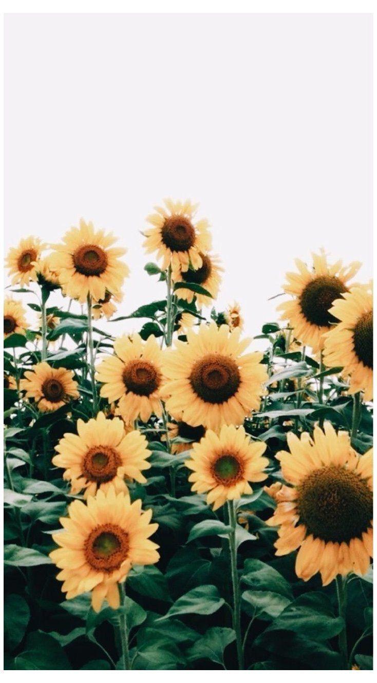 Simple Sunflower Wallpapers - Top Free Simple Sunflower Backgrounds ...