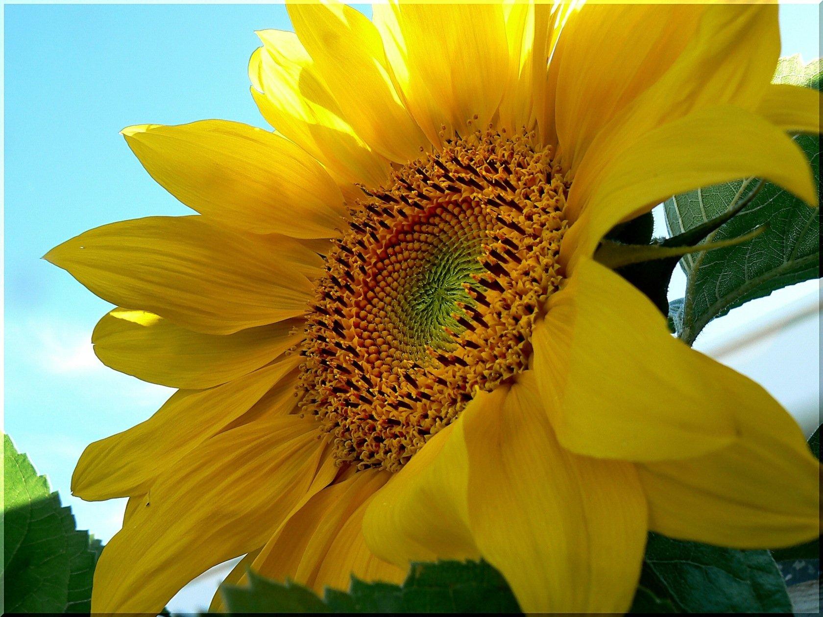 Simple Sunflower Wallpapers - Top Free Simple Sunflower Backgrounds ...