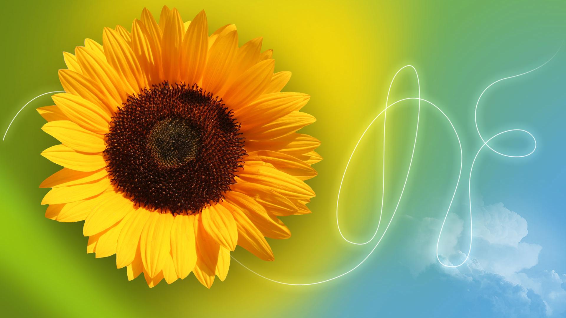 Simple Sunflower Wallpapers - Top Free Simple Sunflower Backgrounds ...