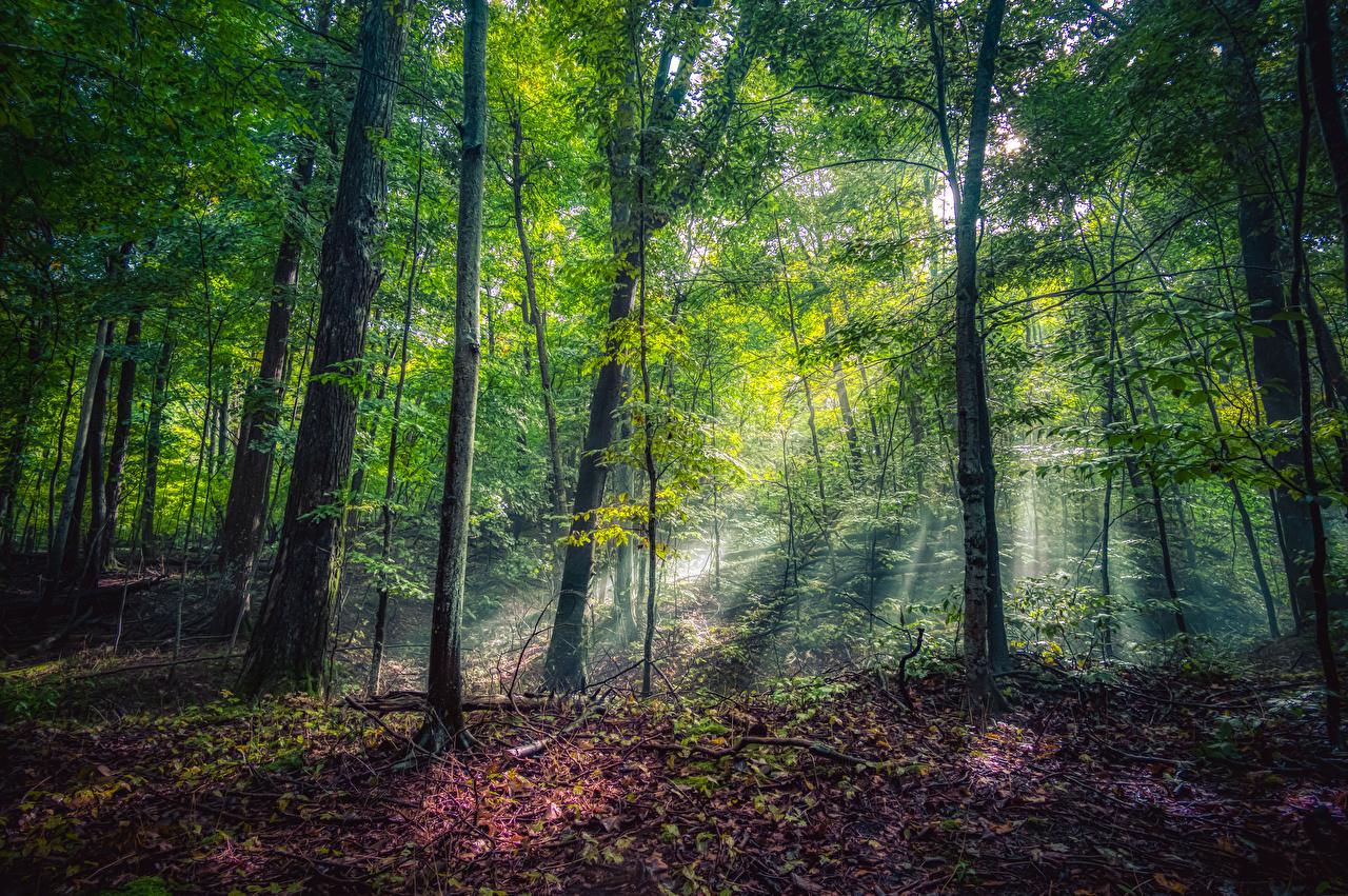 Michigan Forest Wallpapers - Top Free Michigan Forest Backgrounds ...