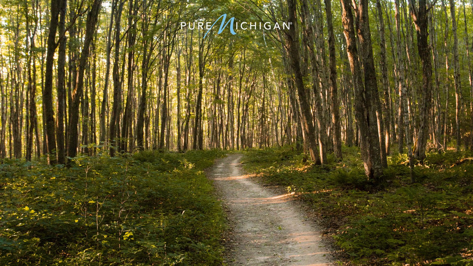 Michigan Forest Wallpapers - Top Free Michigan Forest Backgrounds ...