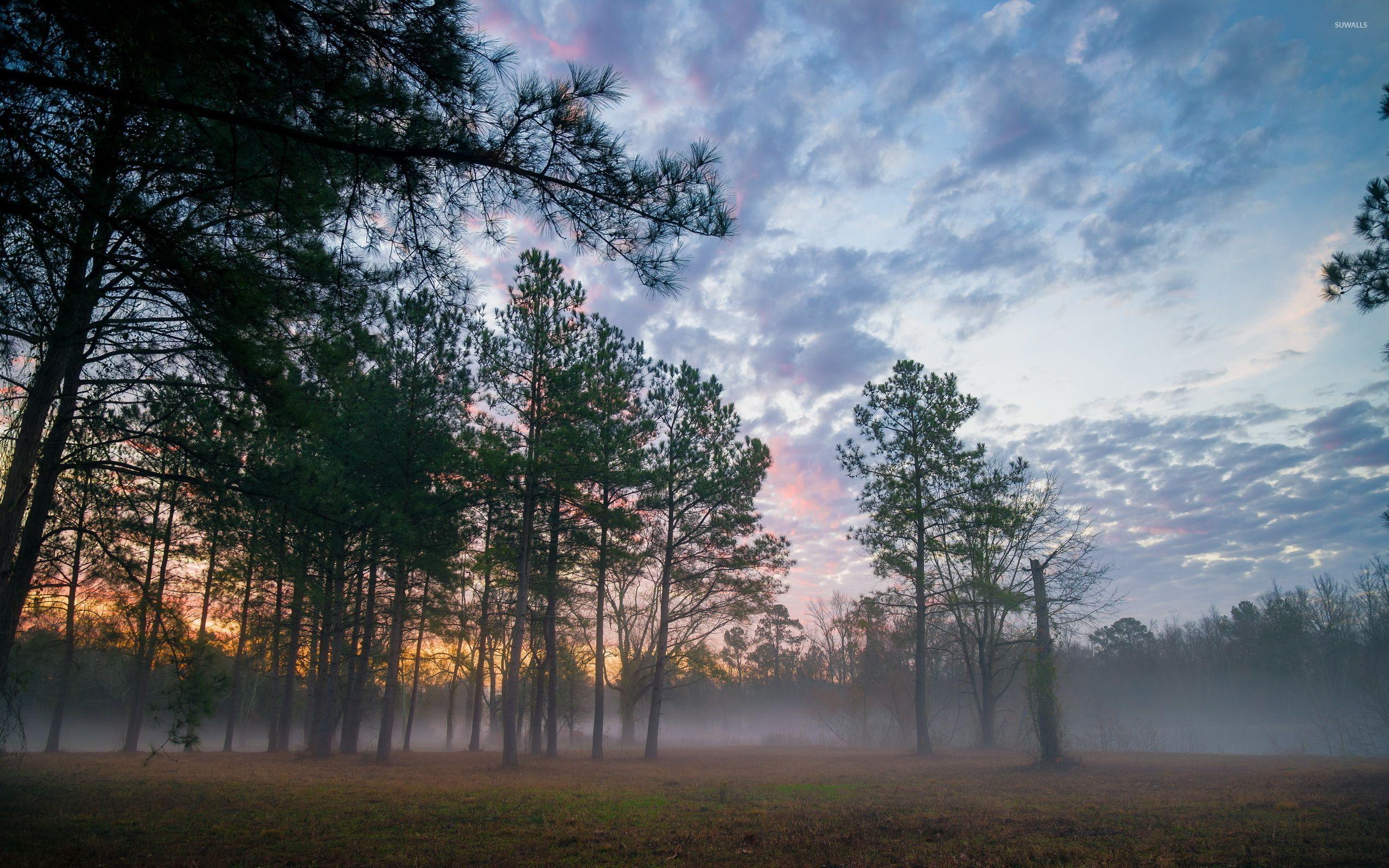 Cloud Forest Wallpapers - Top Free Cloud Forest Backgrounds ...