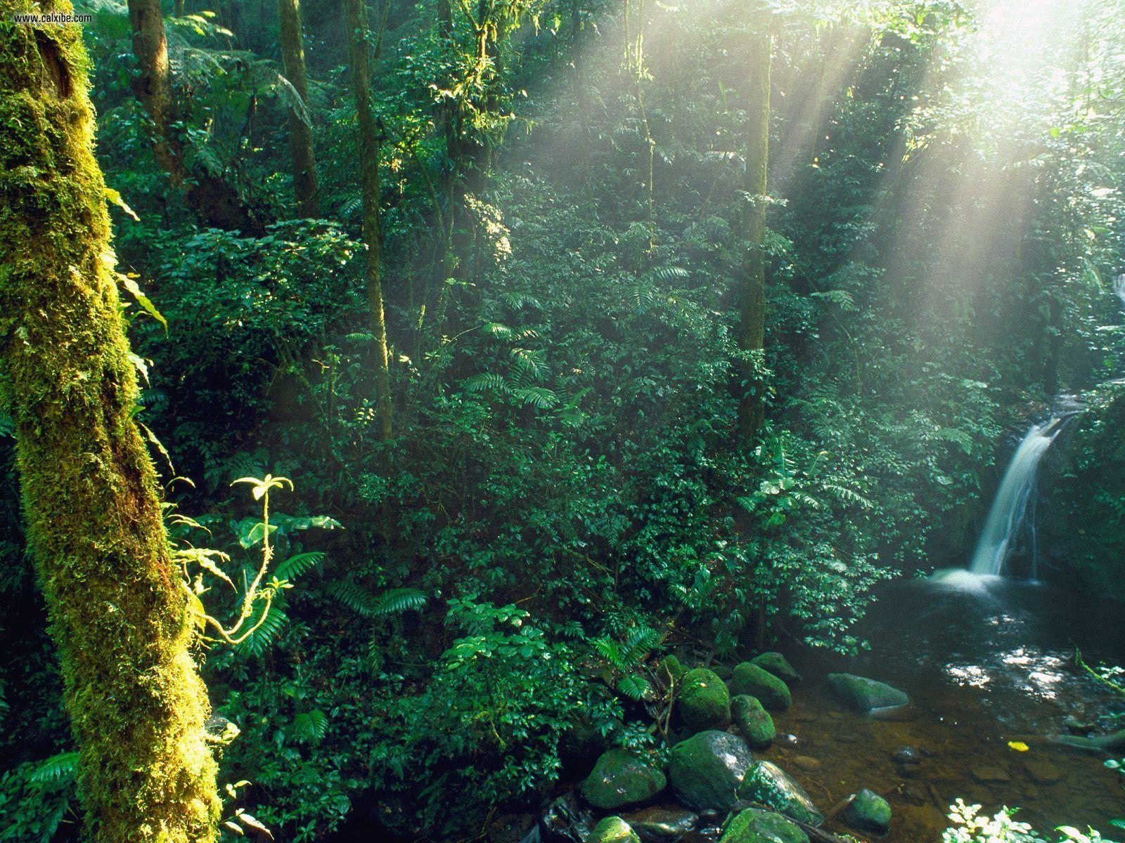 Cloud Forest Wallpapers - Top Free Cloud Forest Backgrounds ...