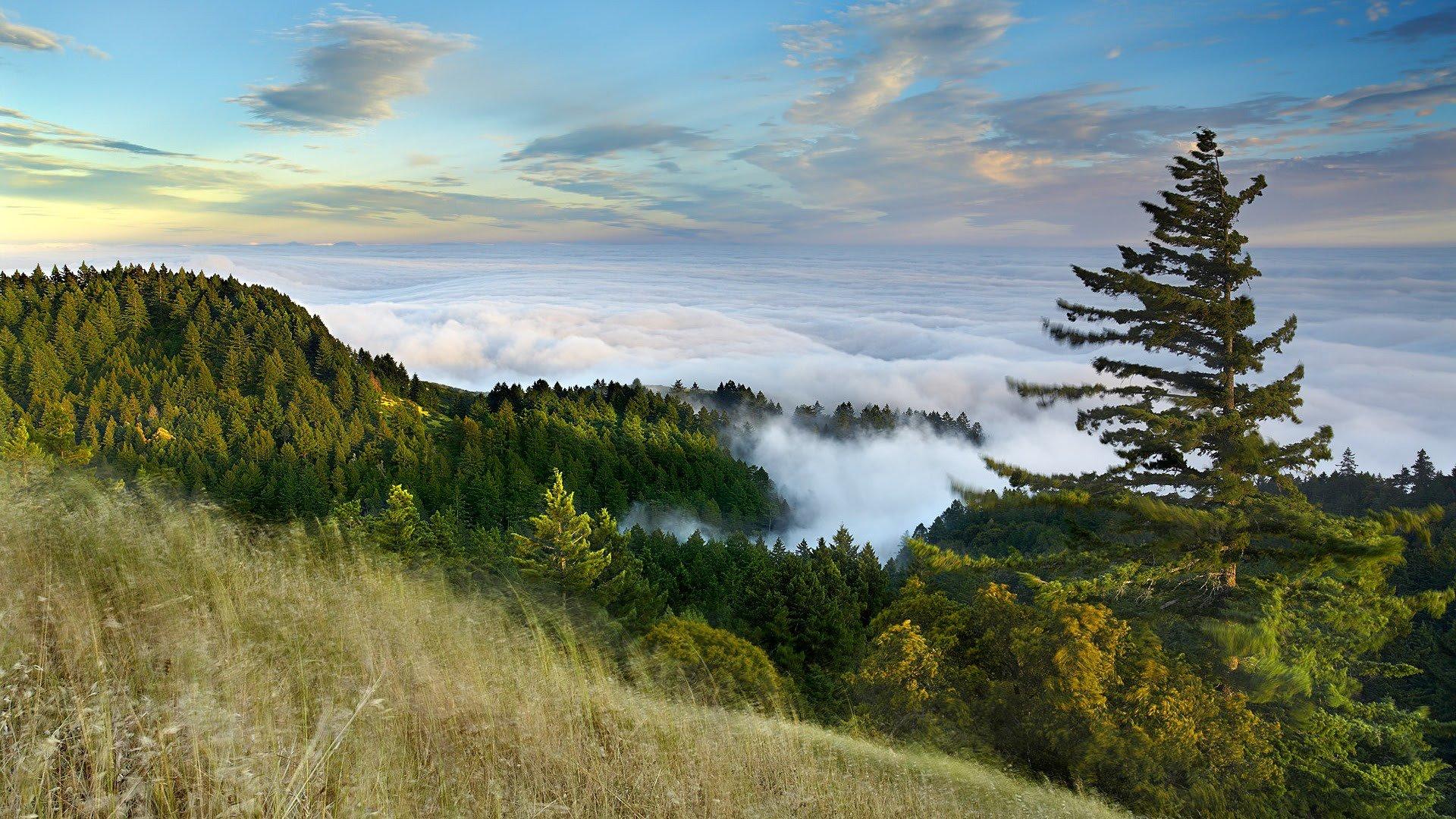 Cloud Forest Wallpapers - Top Free Cloud Forest Backgrounds ...