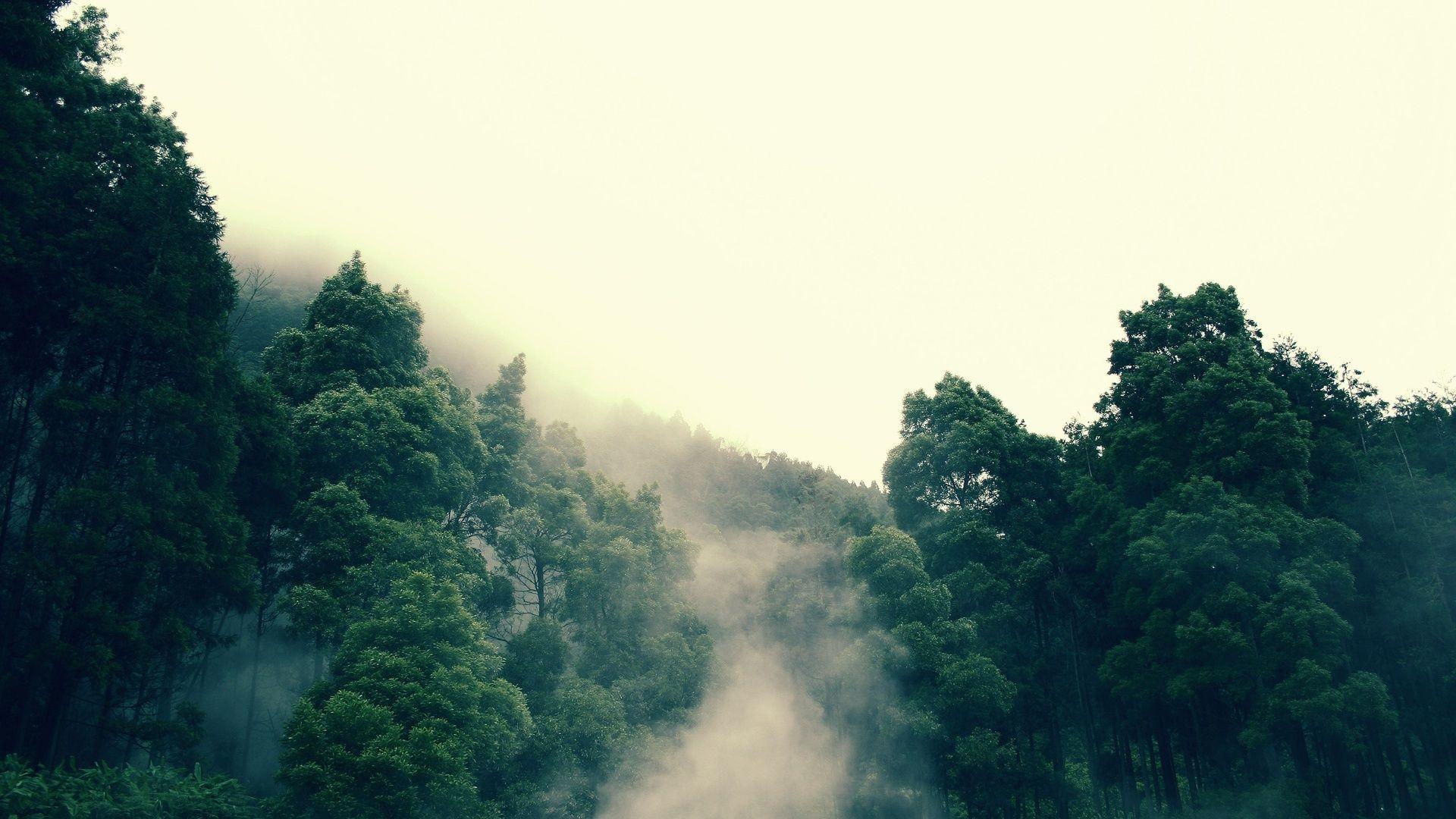 Cloud Forest Wallpapers - Top Free Cloud Forest Backgrounds - WallpaperAccess
